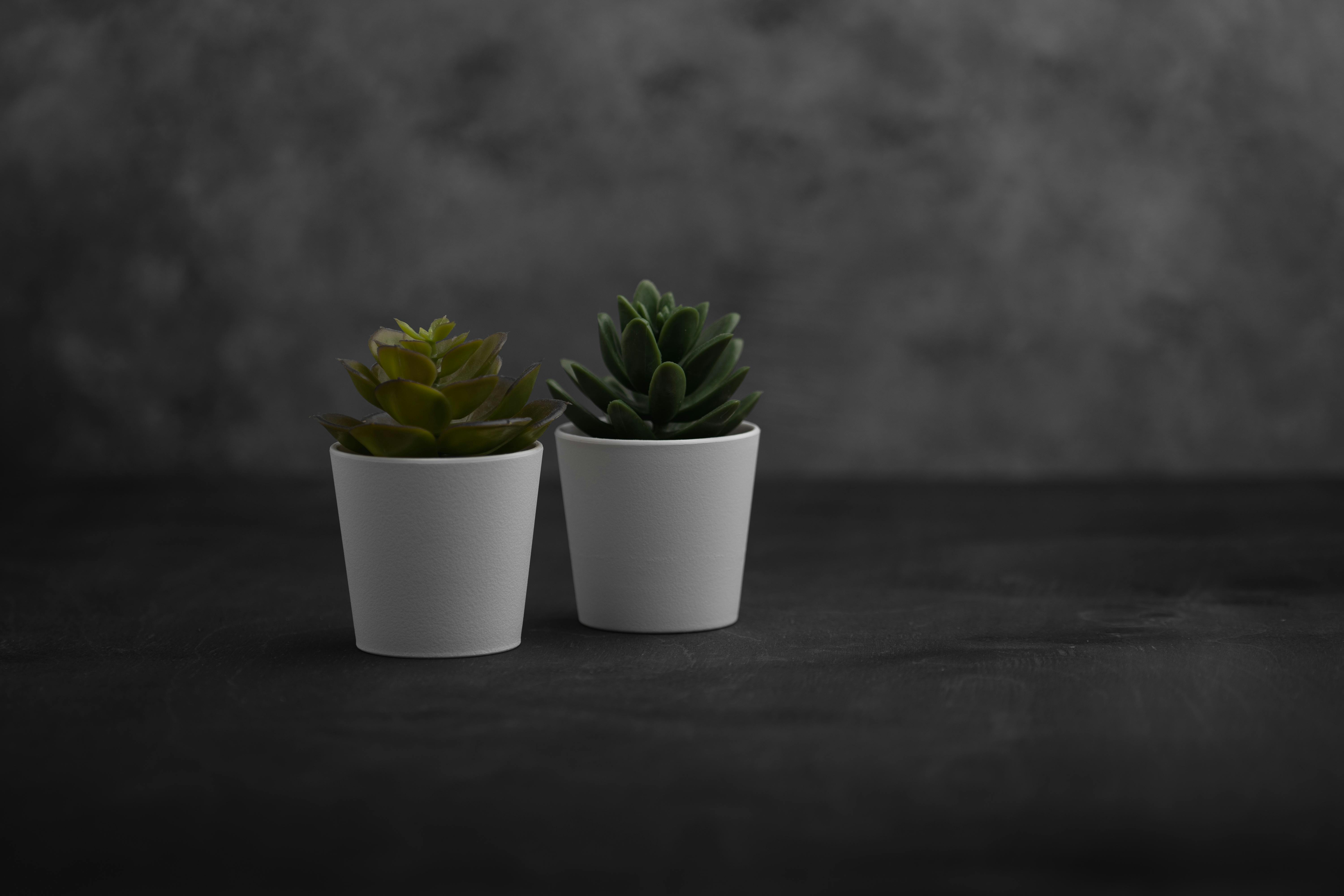 1000+ Interesting Flower Pot Photos Pexels · Free Stock Photos