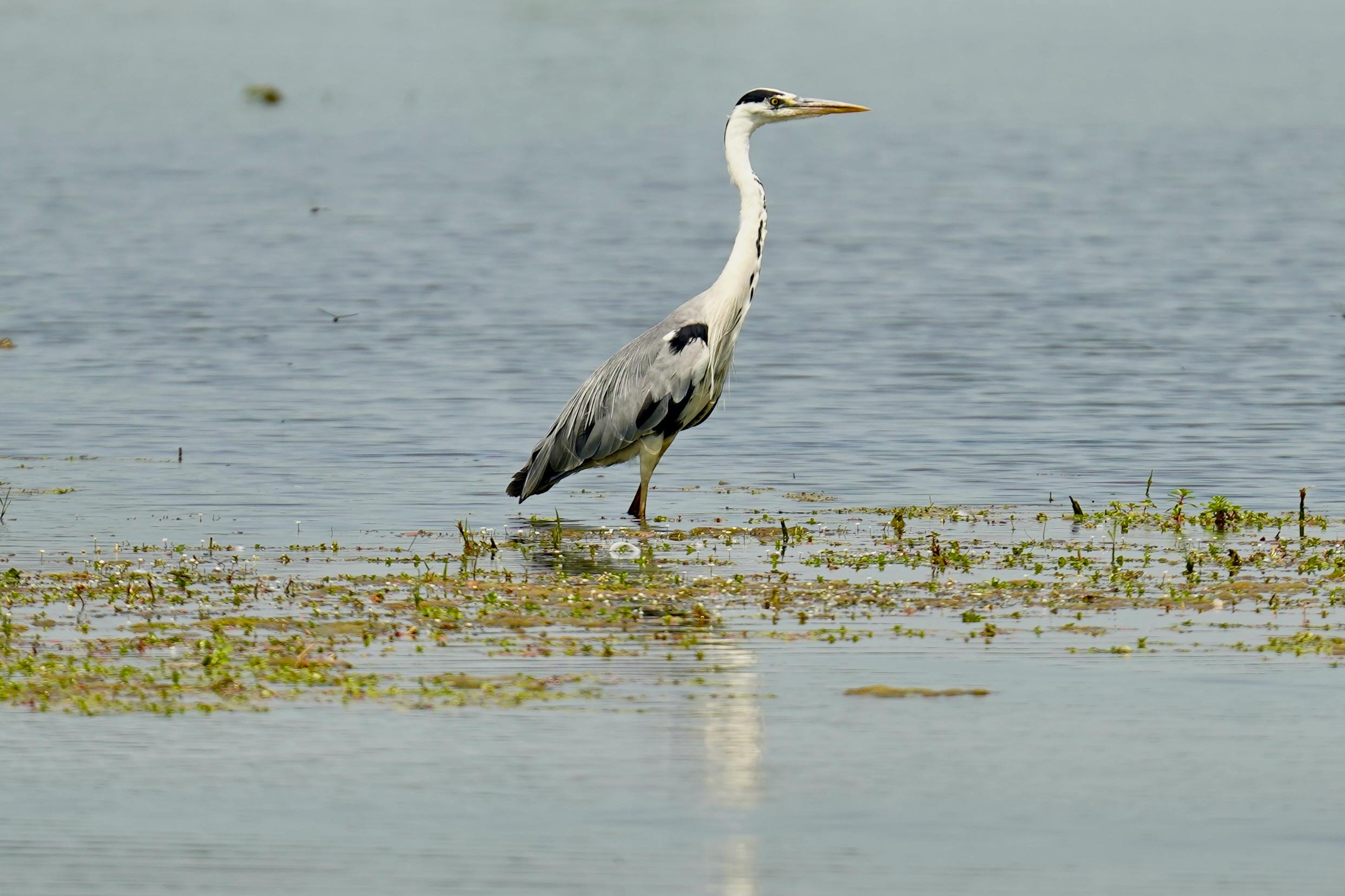Nature Birds In Water 1080x1920 Photos, Download The BEST Free Nature ...