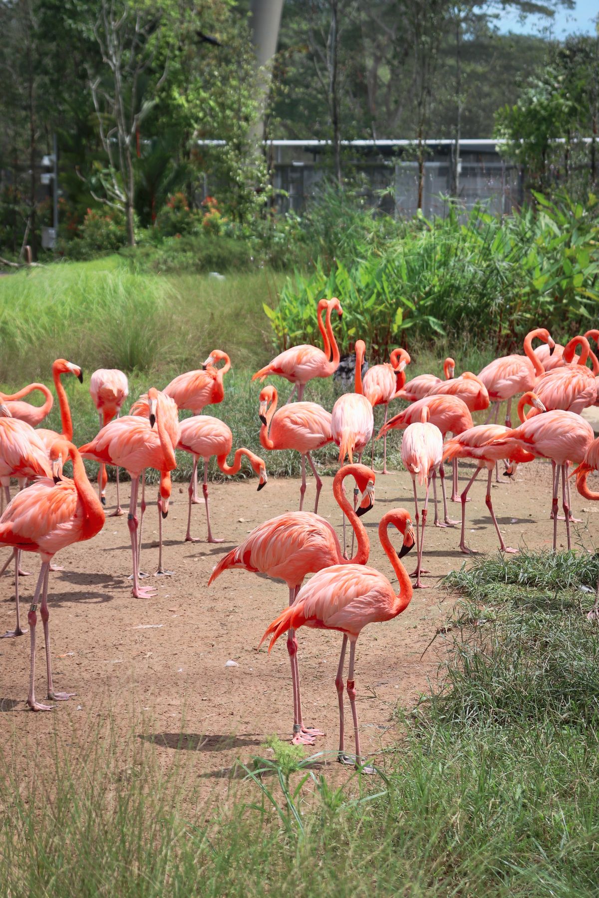 Flamingo Bird Photos, Download The BEST Free Flamingo Bird Stock Photos ...