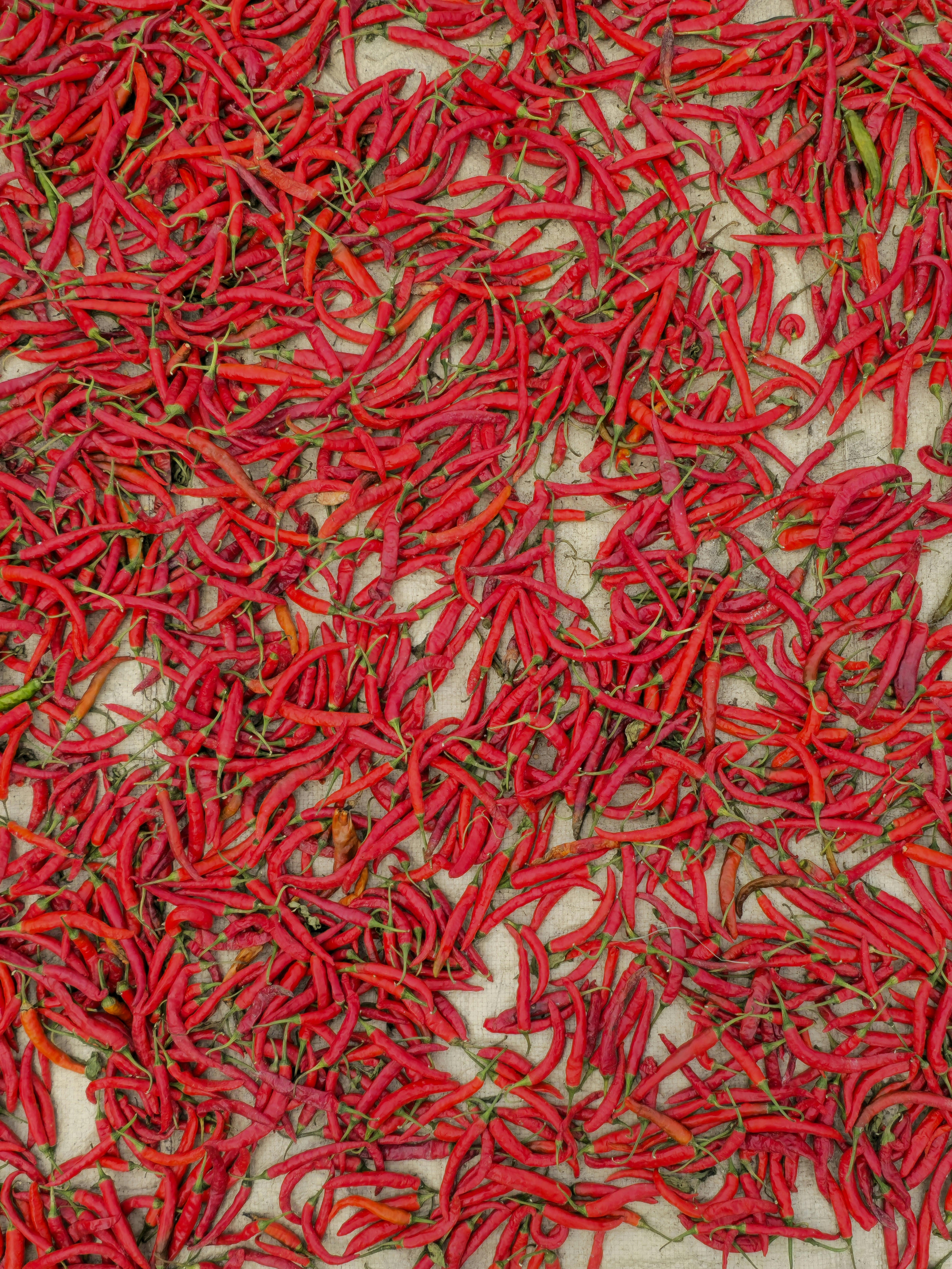 Chilli Crop Photos, Download The BEST Free Chilli Crop Stock Photos ...