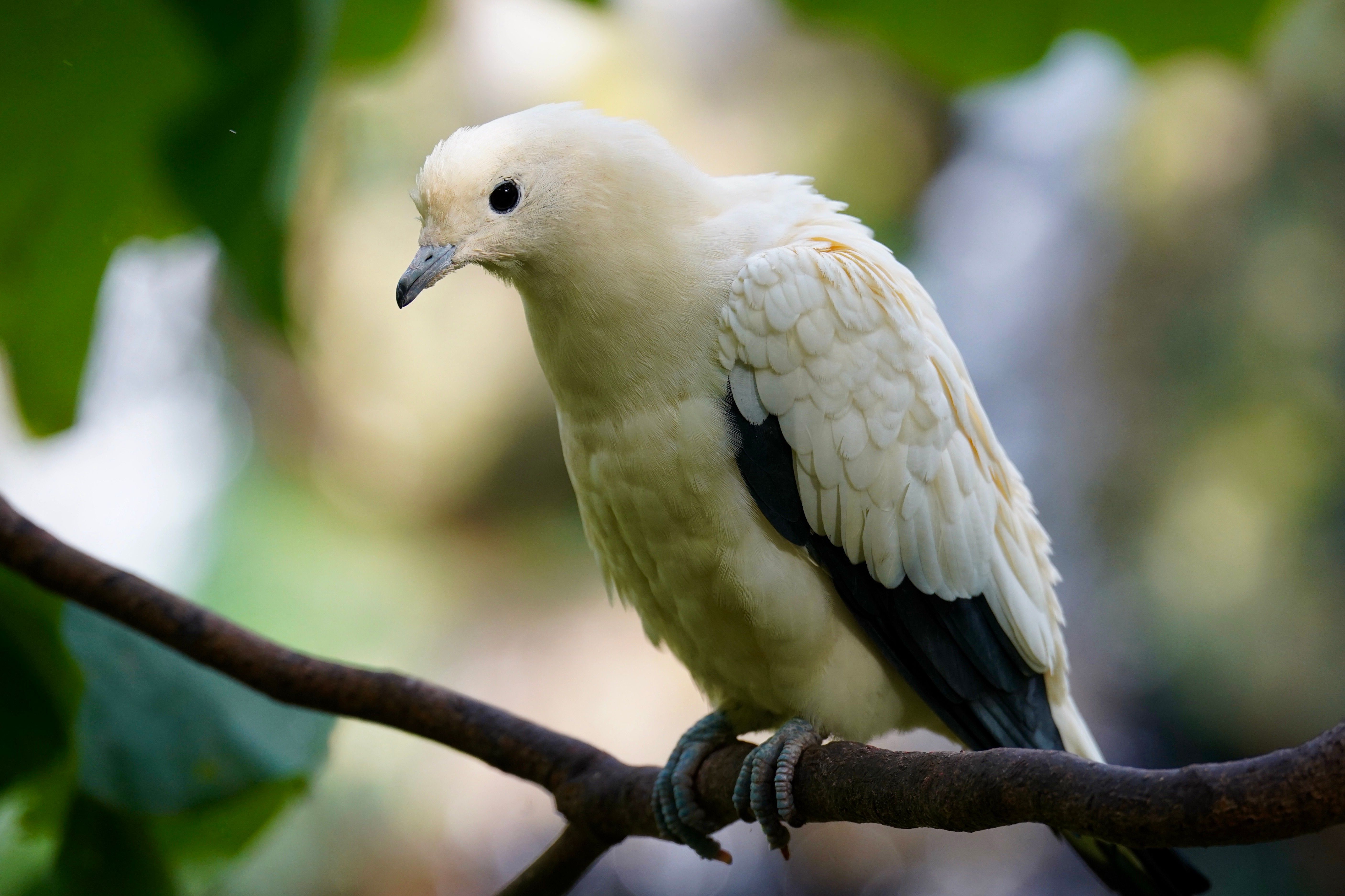 Elegant White Dove Perched on Branch · Free Stock Photo