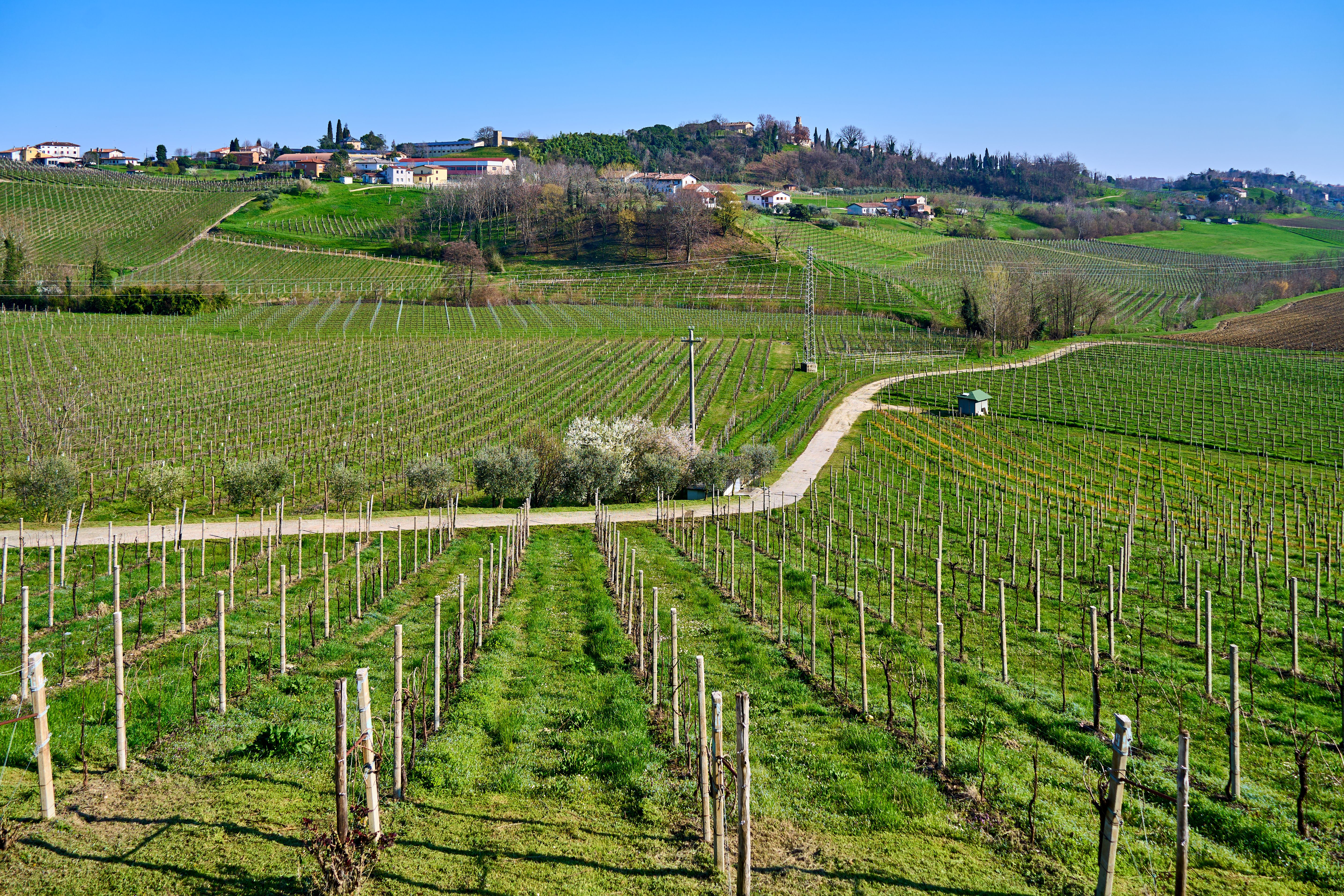 Vinyard+Fields Photos, Download The BEST Free Vinyard+Fields Stock ...