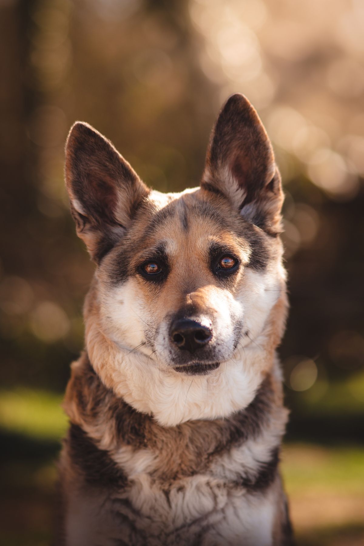 Dog+Knot+Pull+Out+Compilation Photos, Download The BEST Free Dog+Knot ...