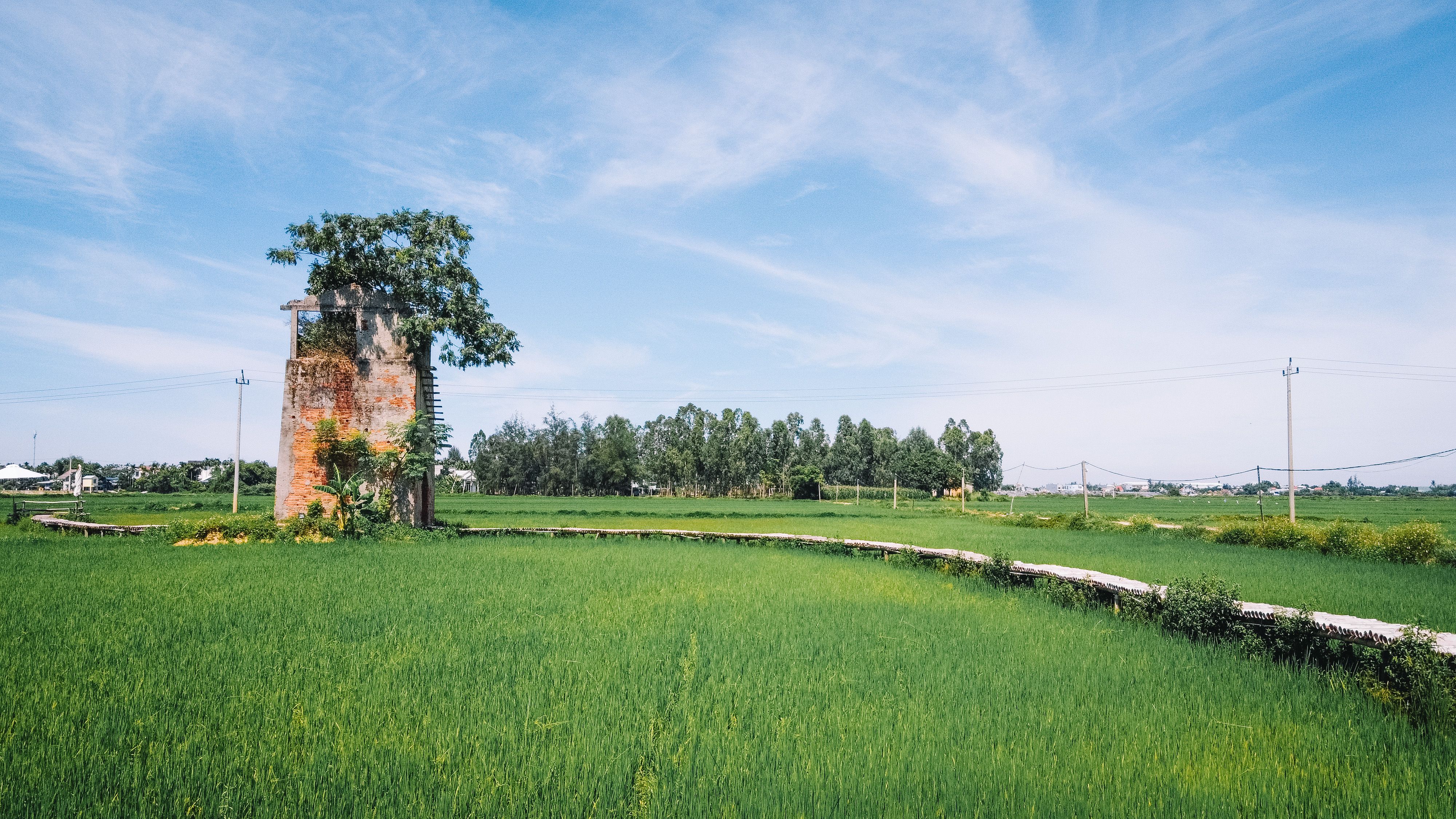 Lush Green Rice Field with Ruined Brick Structure · Free Stock Photo
