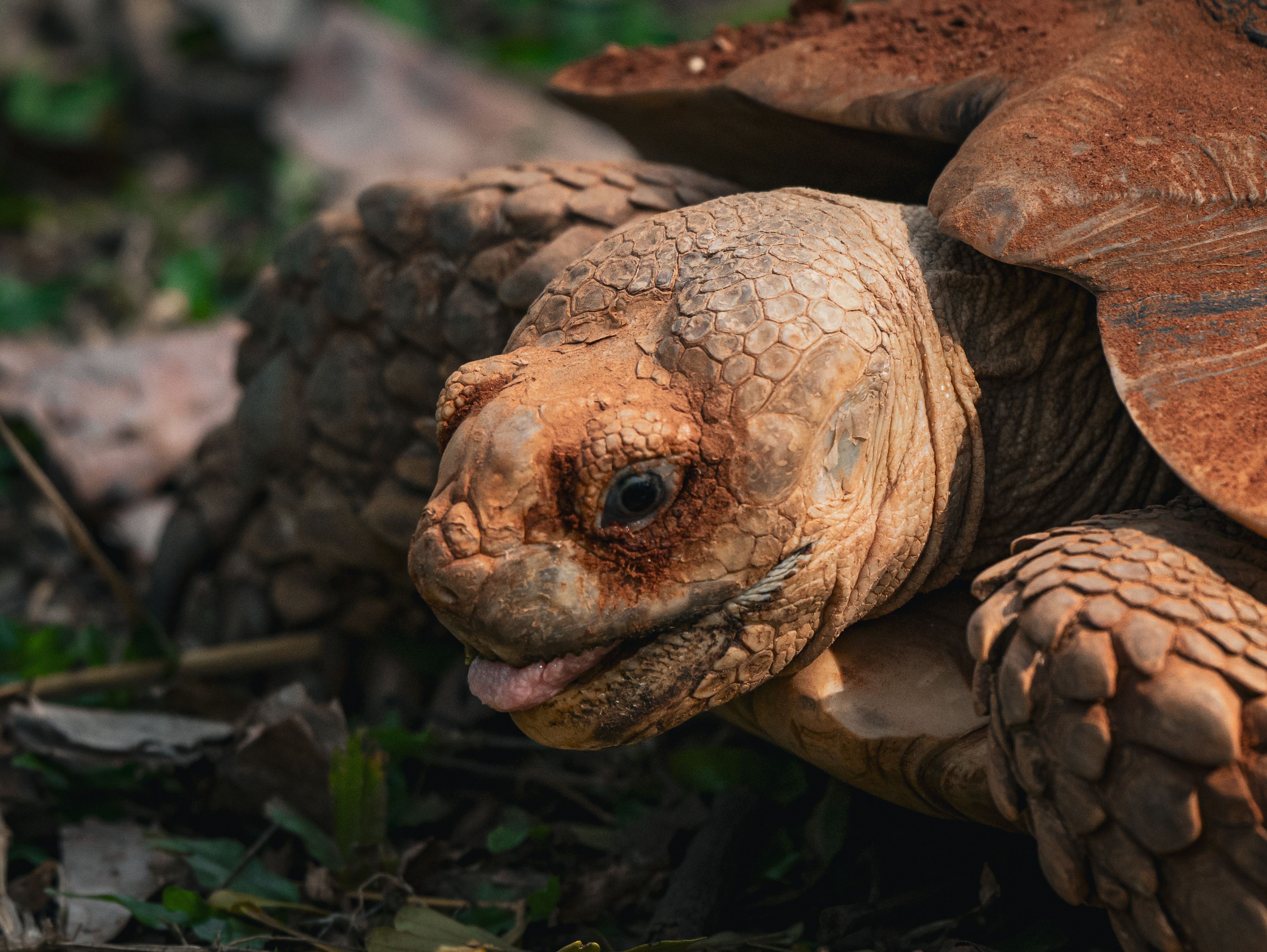 Foto De Tortuga · Foto de stock gratuita