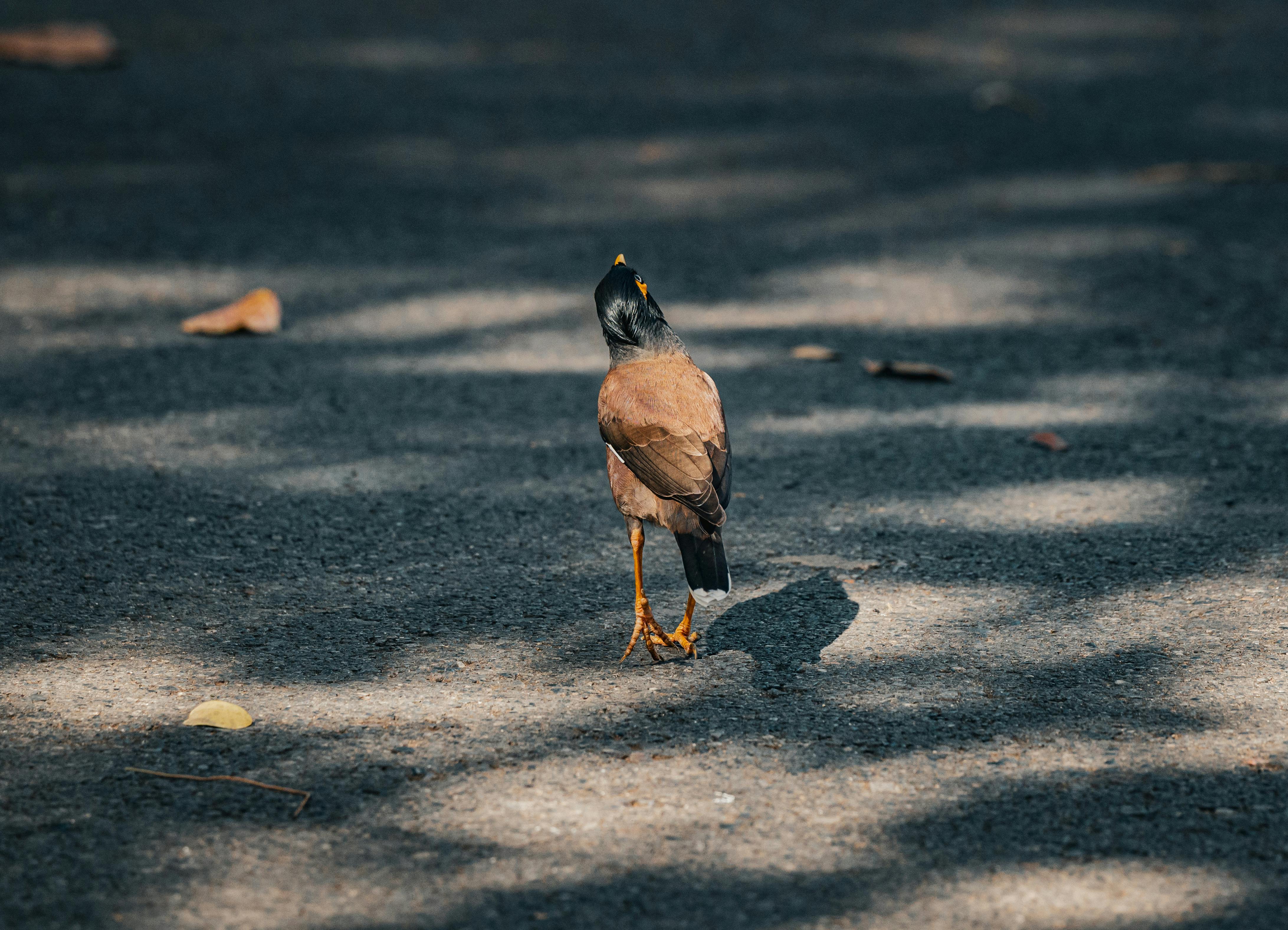 Let Loose Be Free Photos, Download The BEST Free Let Loose Be Free ...