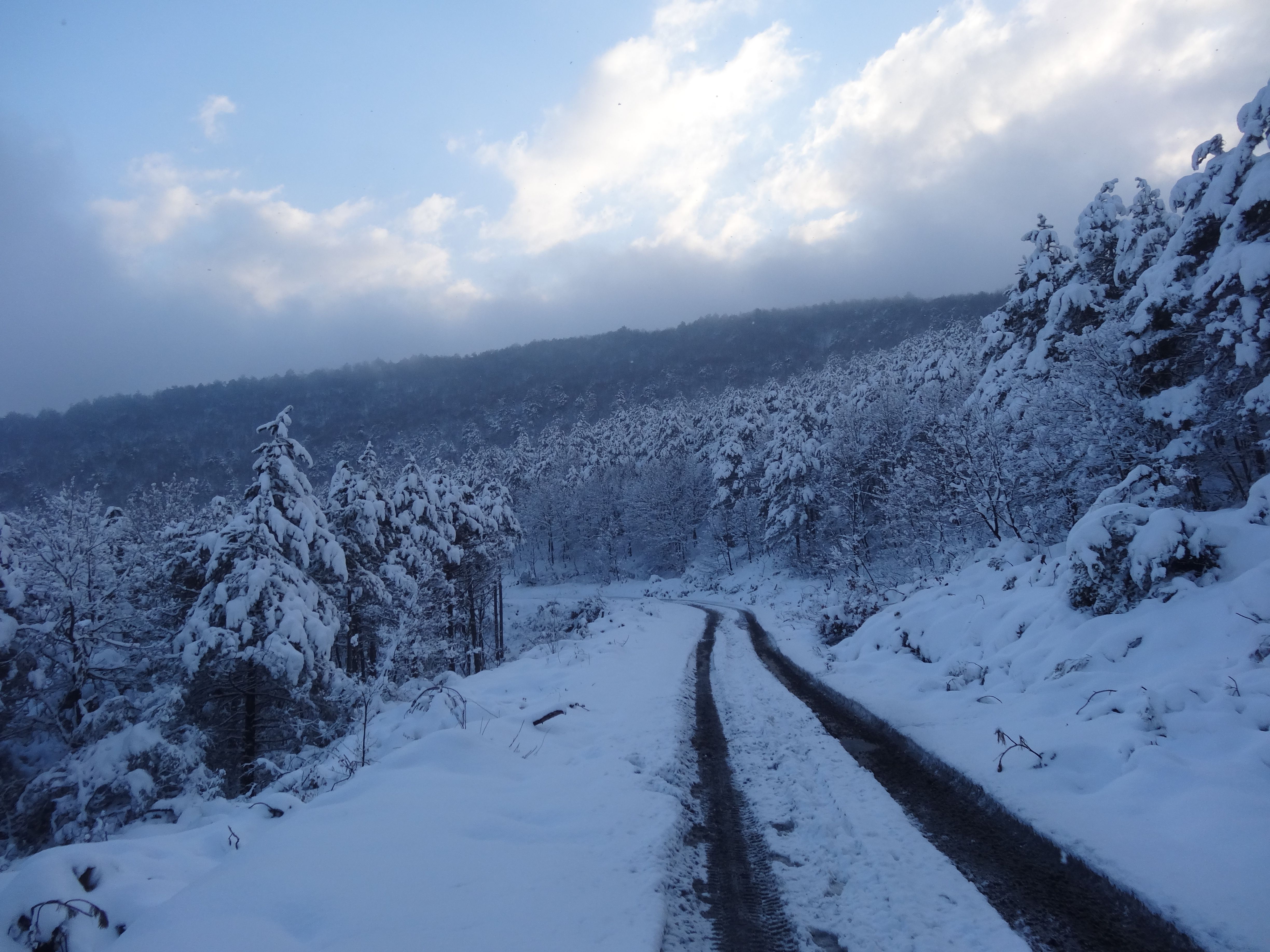 Snowy Forest Path in İstanbul, Türkiye · Free Stock Photo