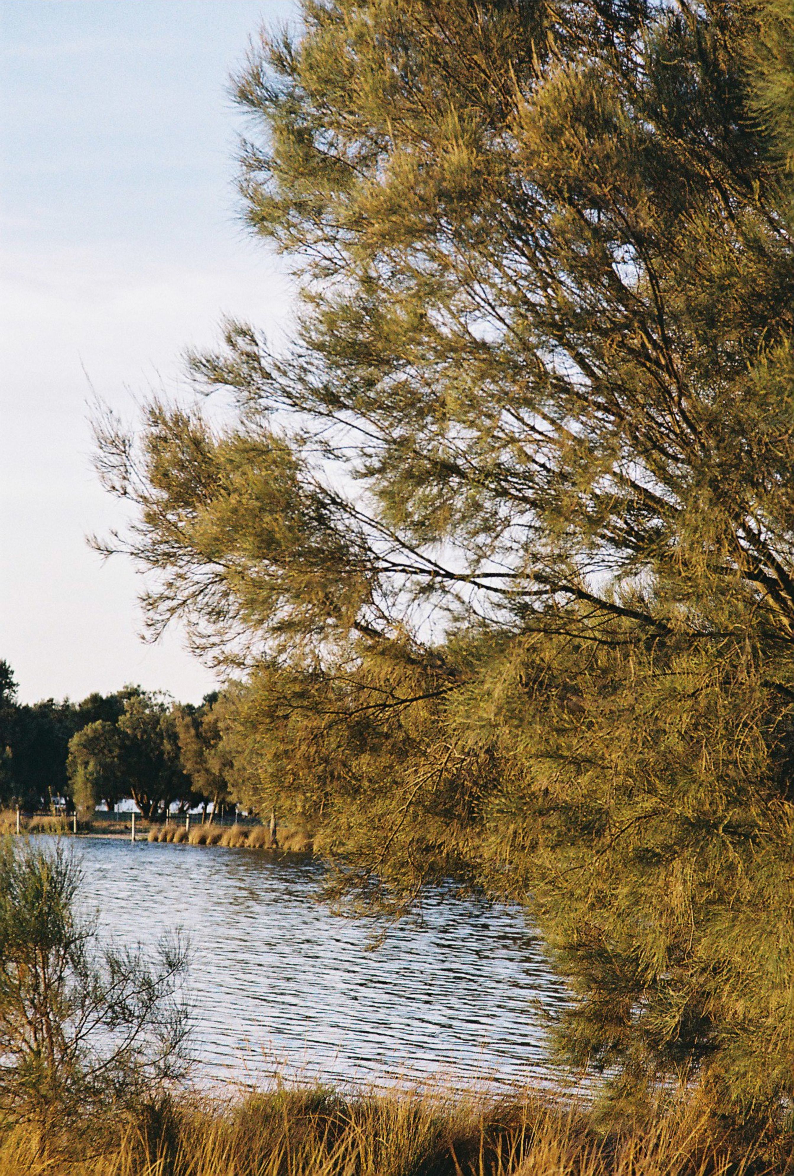 Serene Lakeside View with Lush Trees · Free Stock Photo