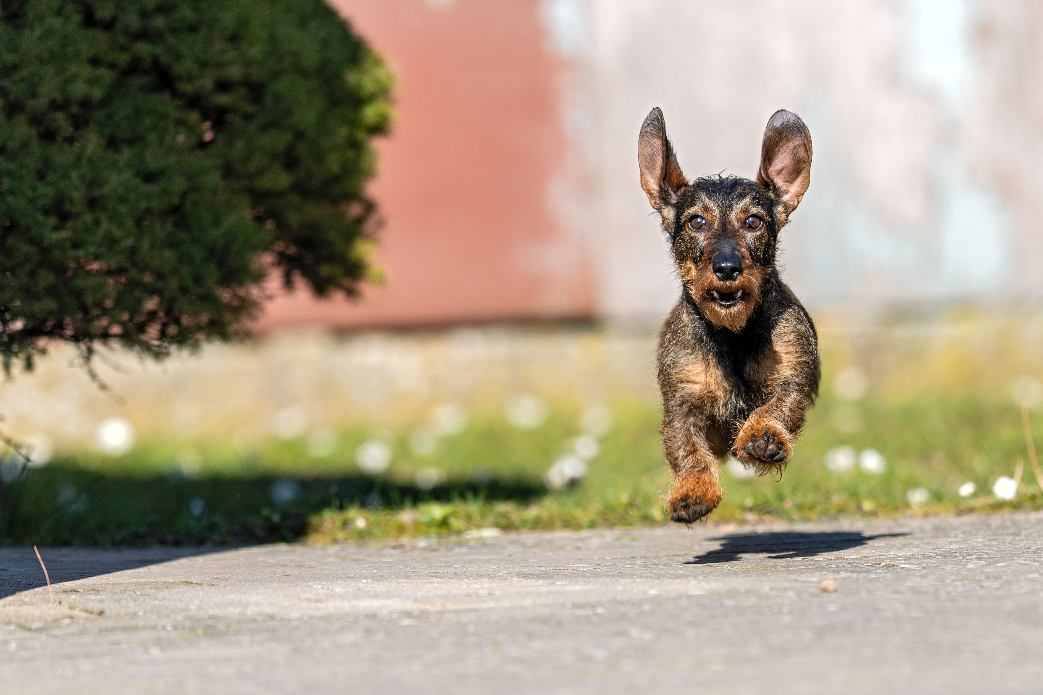 Happy Dachshund Running Outdoors on Sunny Day · Free Stock Photo