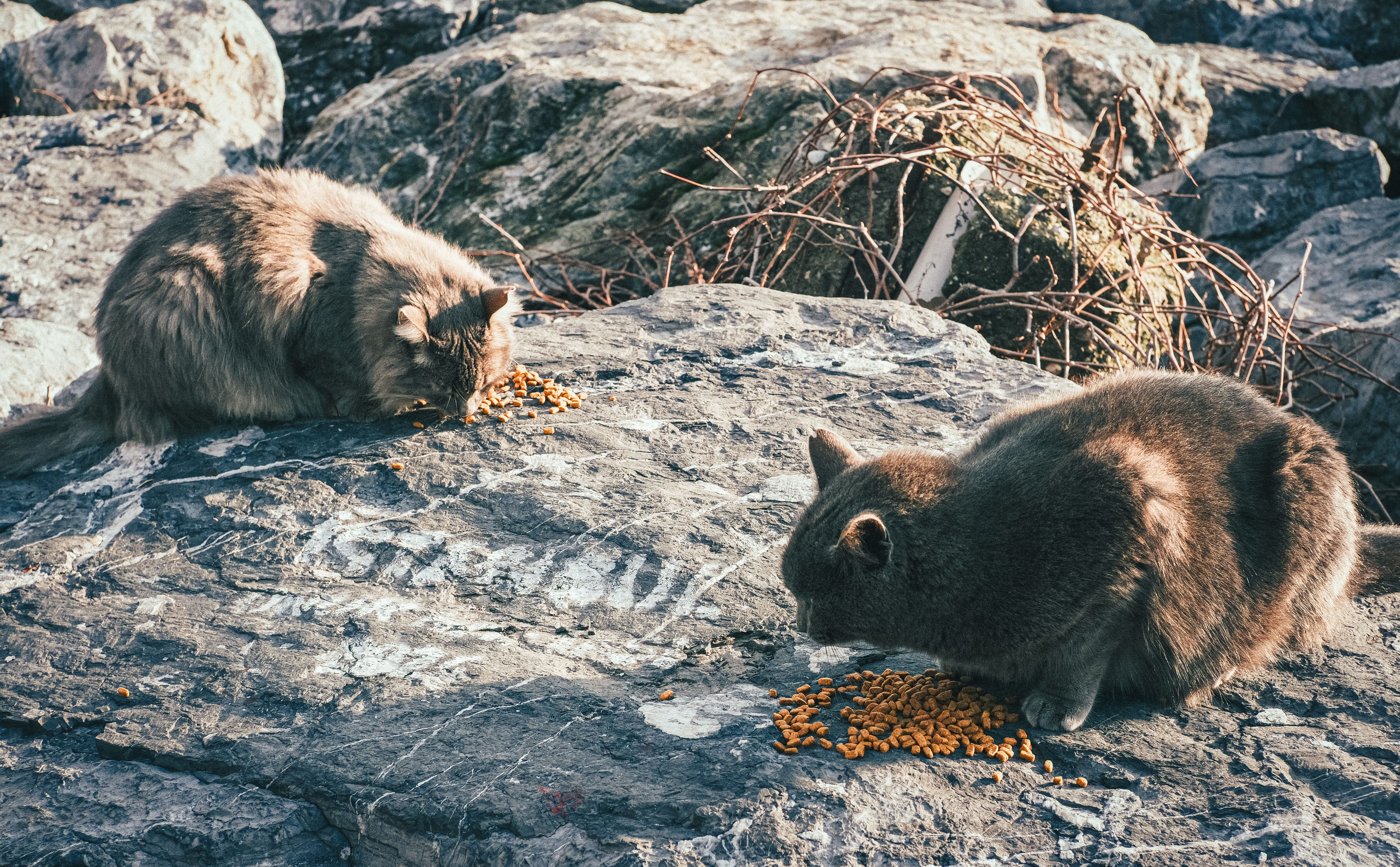 Stray Cats Eating on Rocks in Istanbul · Free Stock Photo