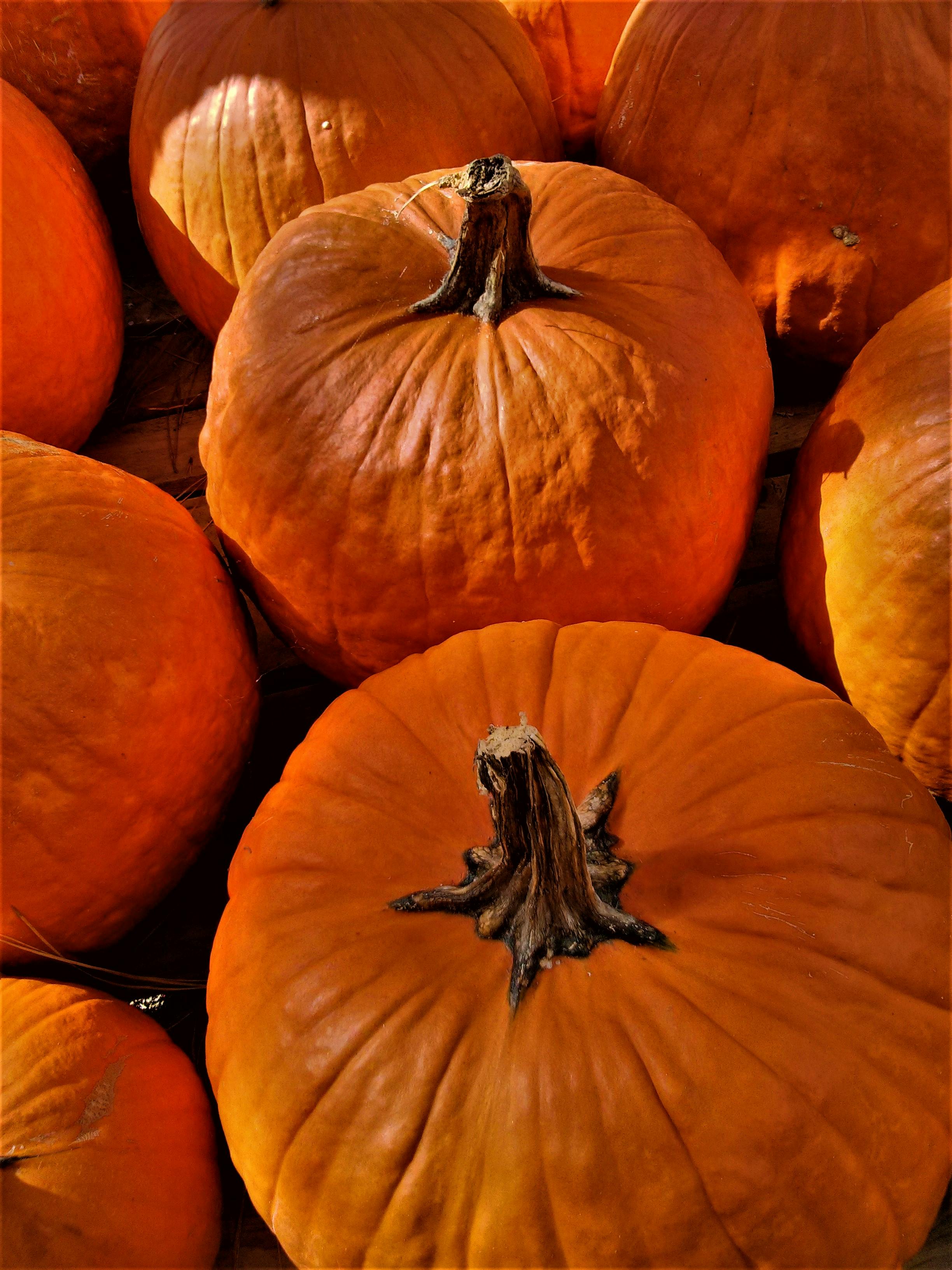 AUTUMN 129 Photos & Videos Collected by Lady Violet Adventures