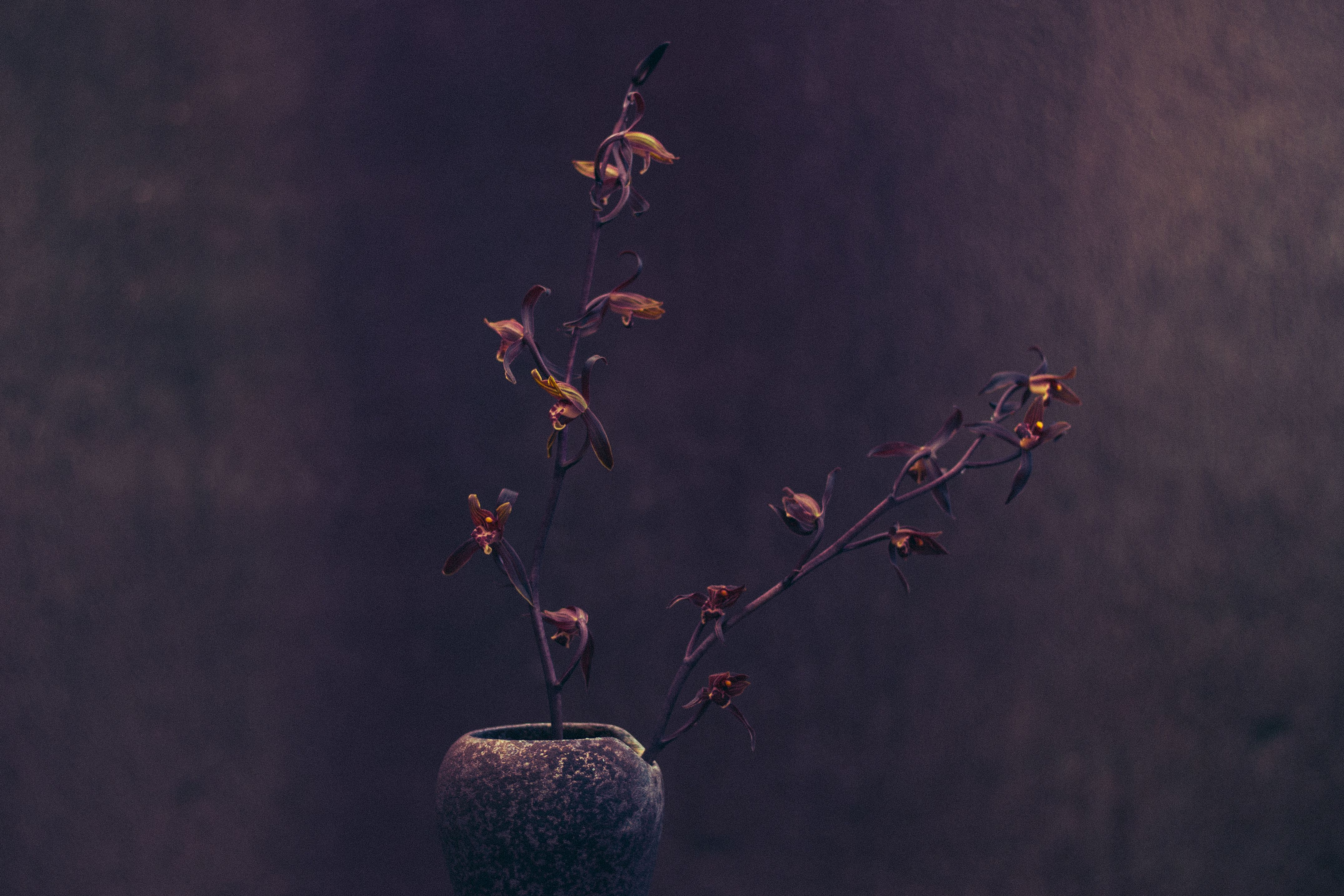 Elegant Orchid in Rustic Vase on Dark Background · Free Stock Photo