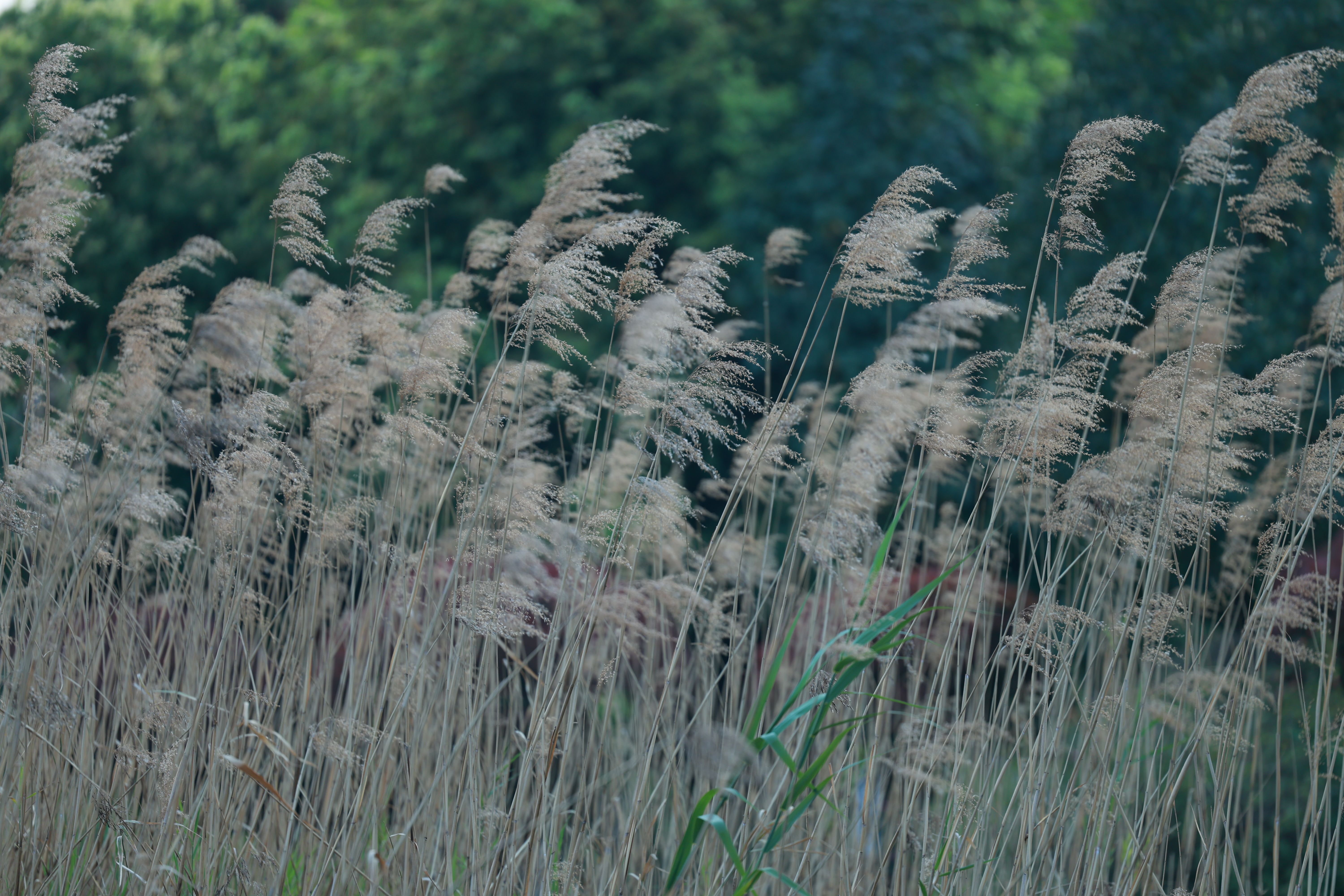 Tall Grass Swaying in a Gentle Breeze Outdoors · Free Stock Photo