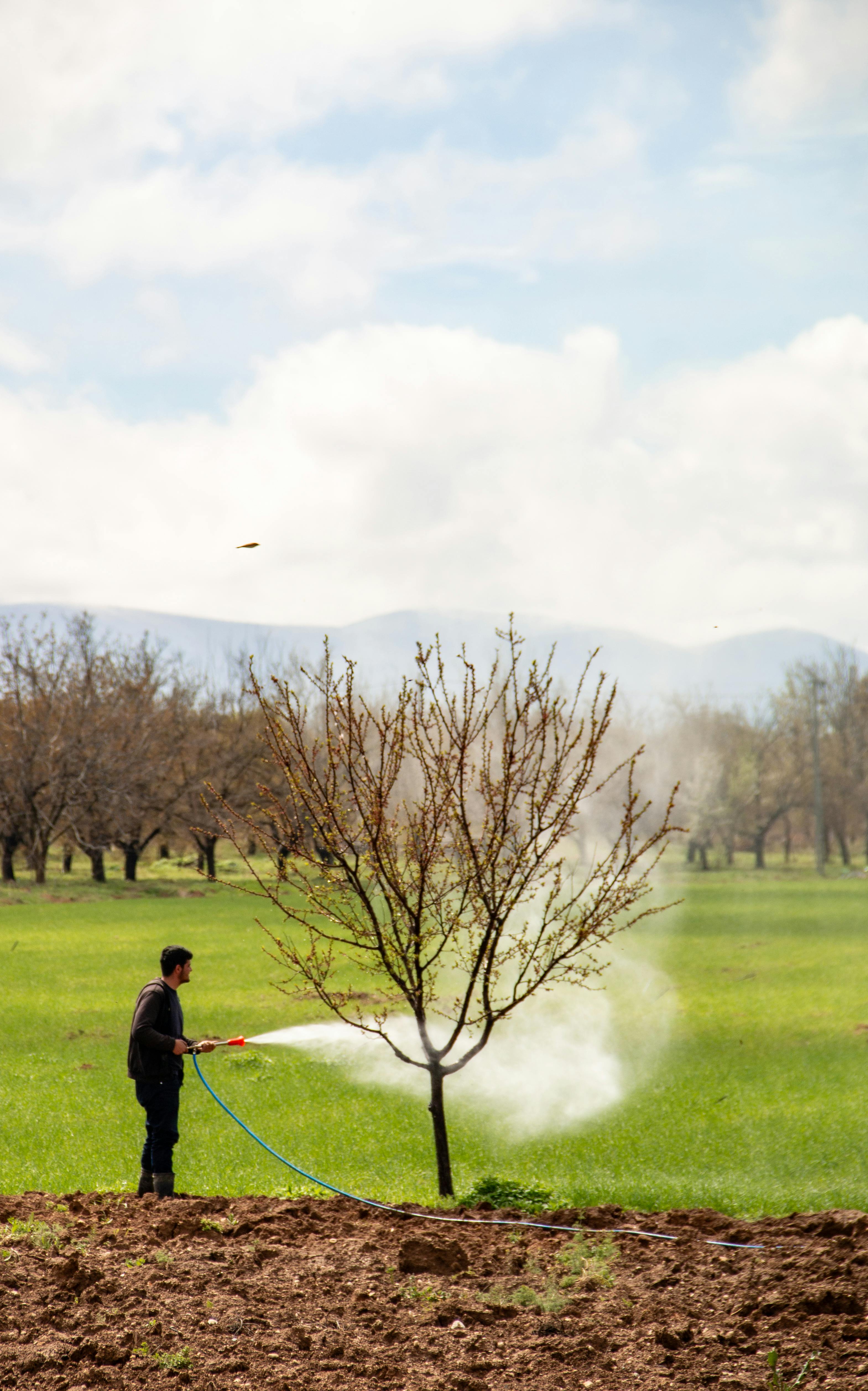 Man Watering Tree in Green Field with Hose · Free Stock Photo