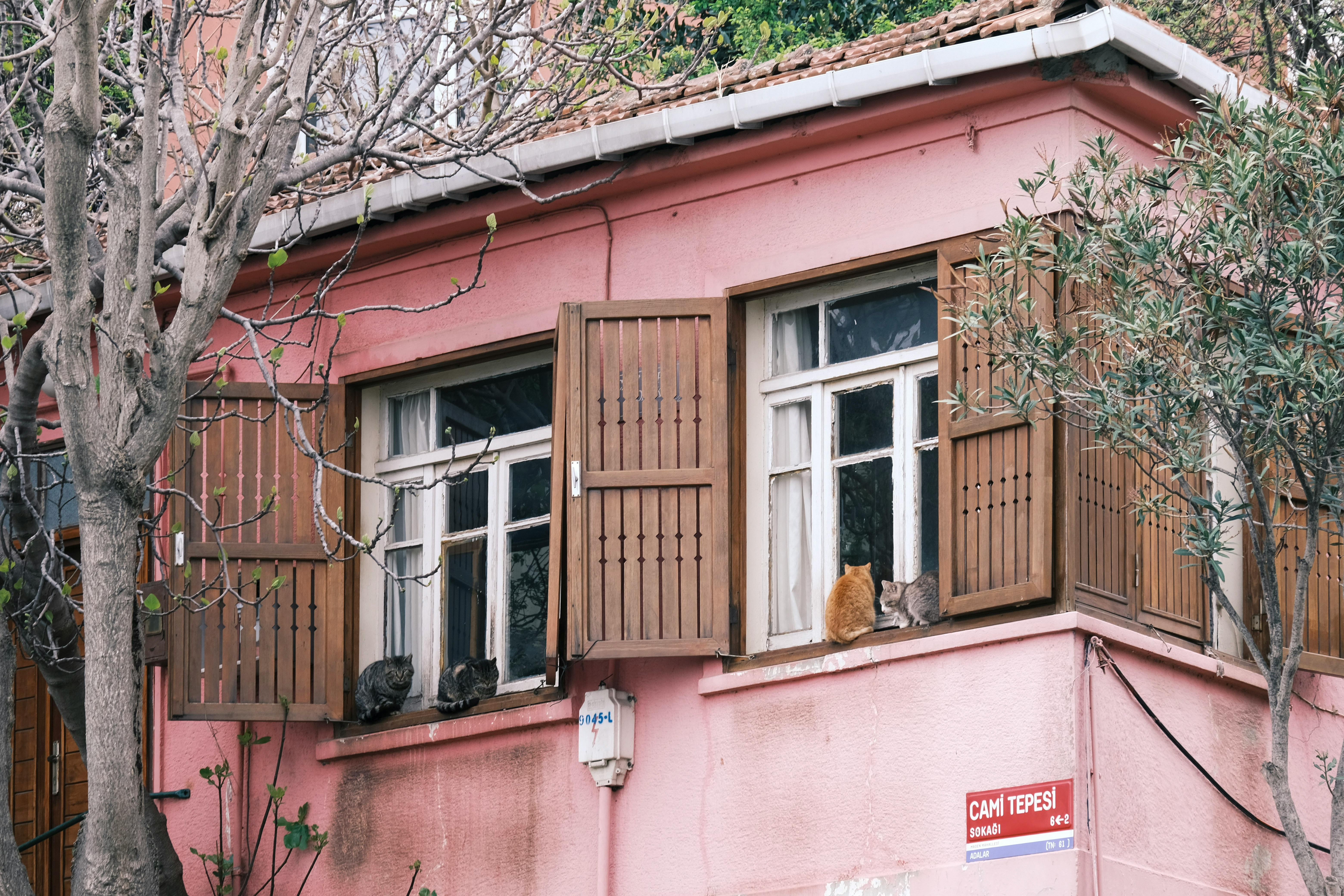 Cat Cami Photos, Download The BEST Free Cat Cami Stock Photos & HD Images