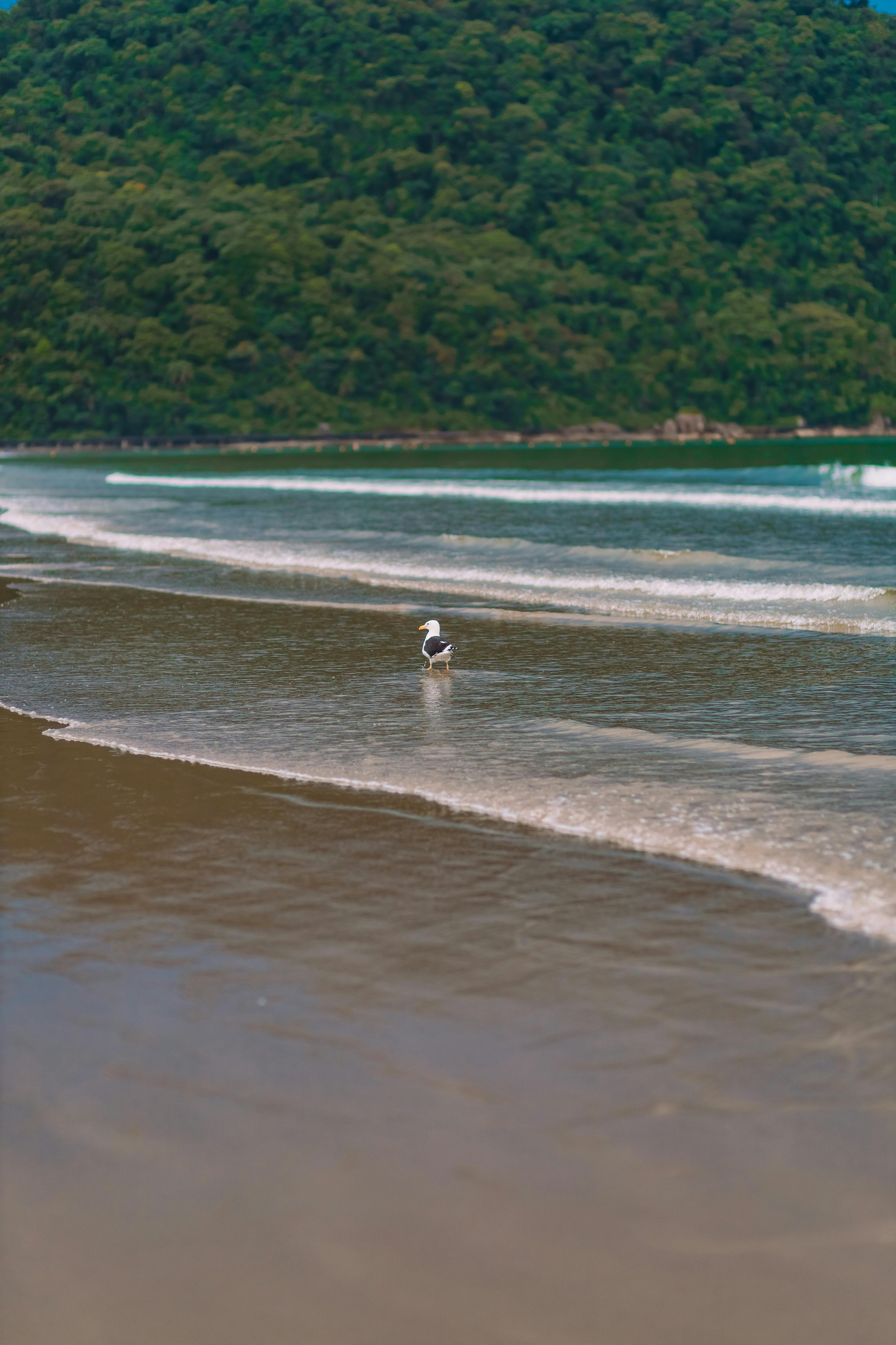 Seagull on Ubatuba Beach in São Paulo, Brazil · Free Stock Photo