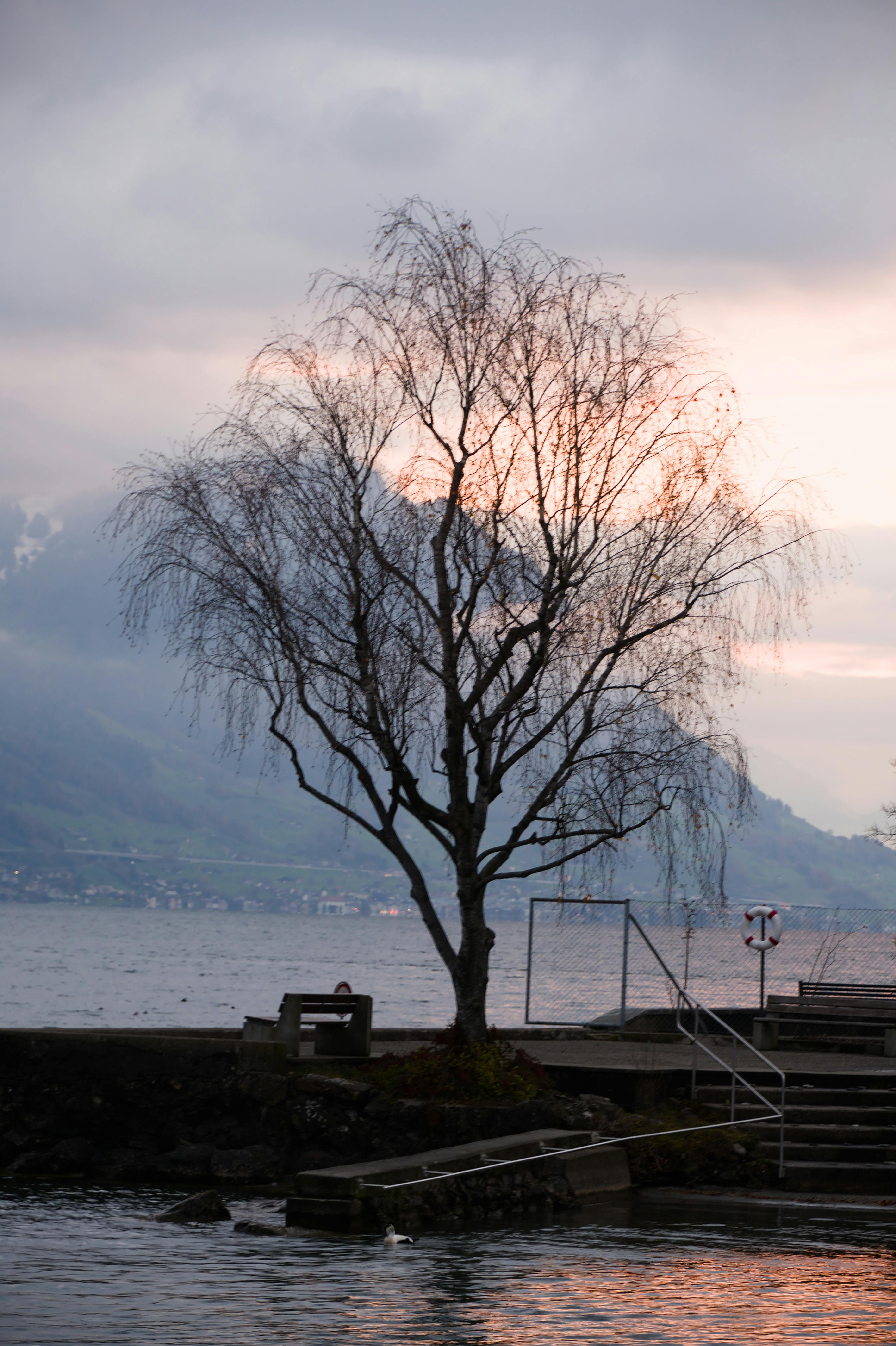 Serene Lakeside Tree at Twilight · Free Stock Photo