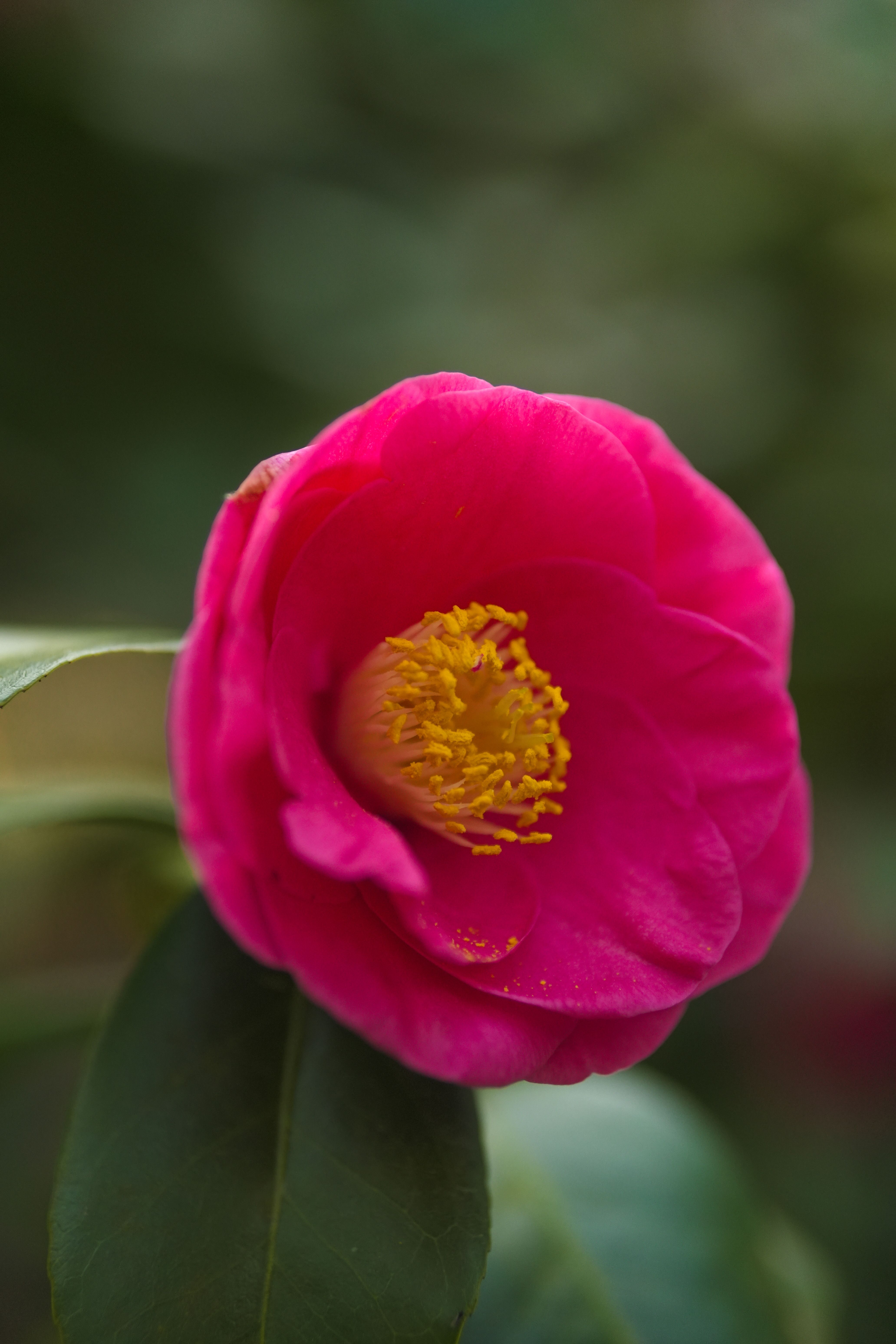 Vivid Pink Camellia Flower Close-up · Free Stock Photo