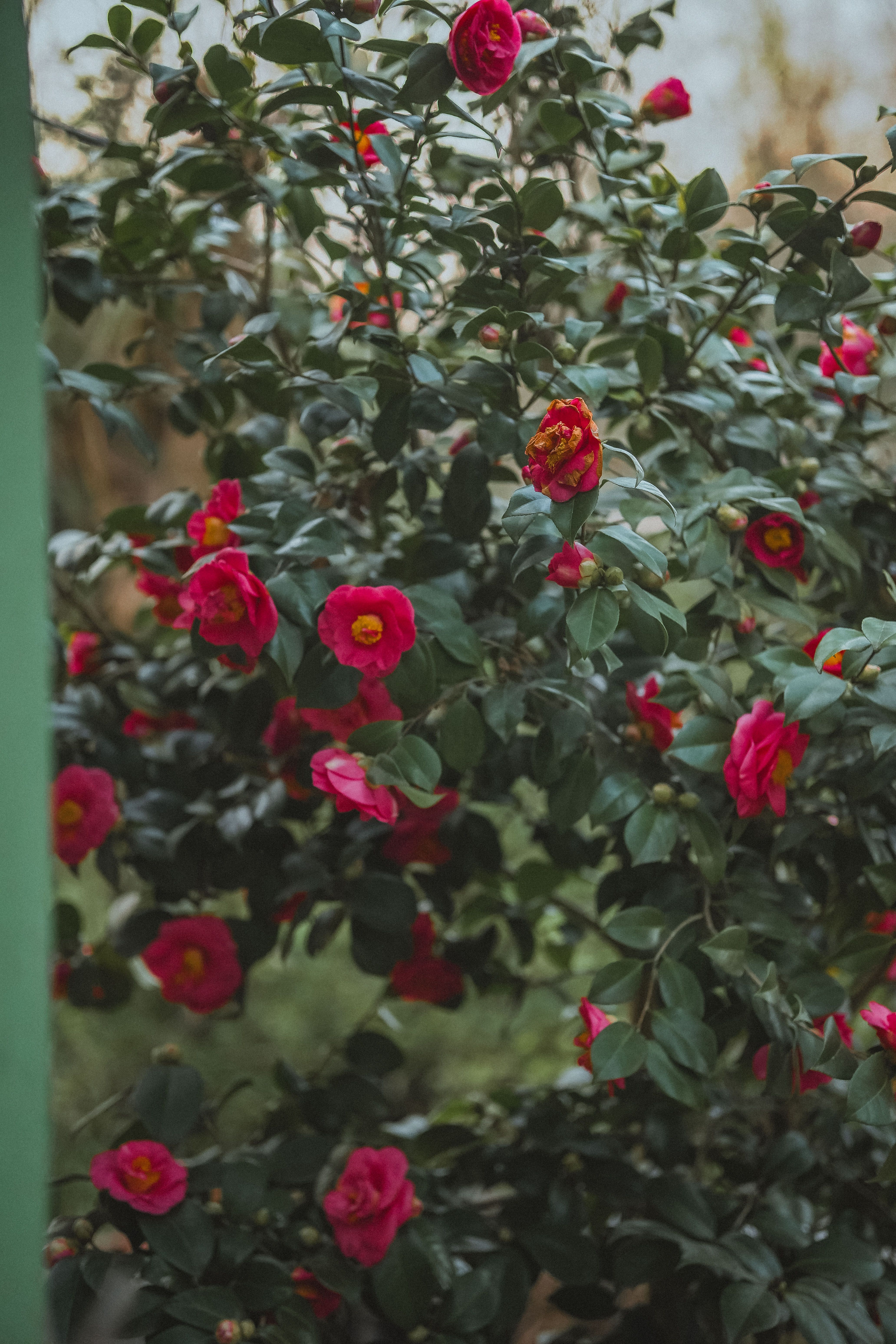 Vibrant Red Camellia Flowers in Bloom Outdoors · Free Stock Photo