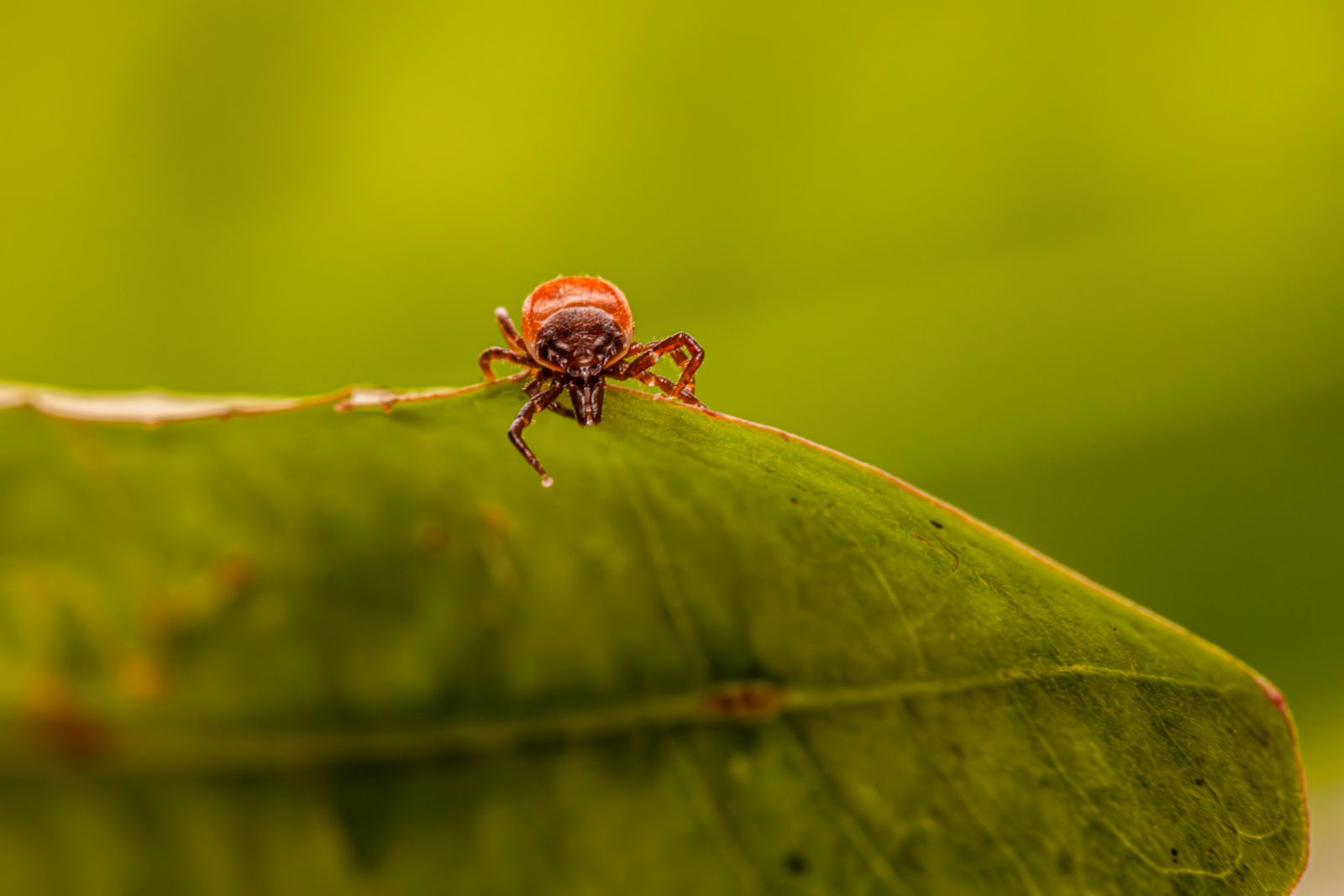 Tick Symbol Image Photos, Download The BEST Free Tick Symbol Image ...
