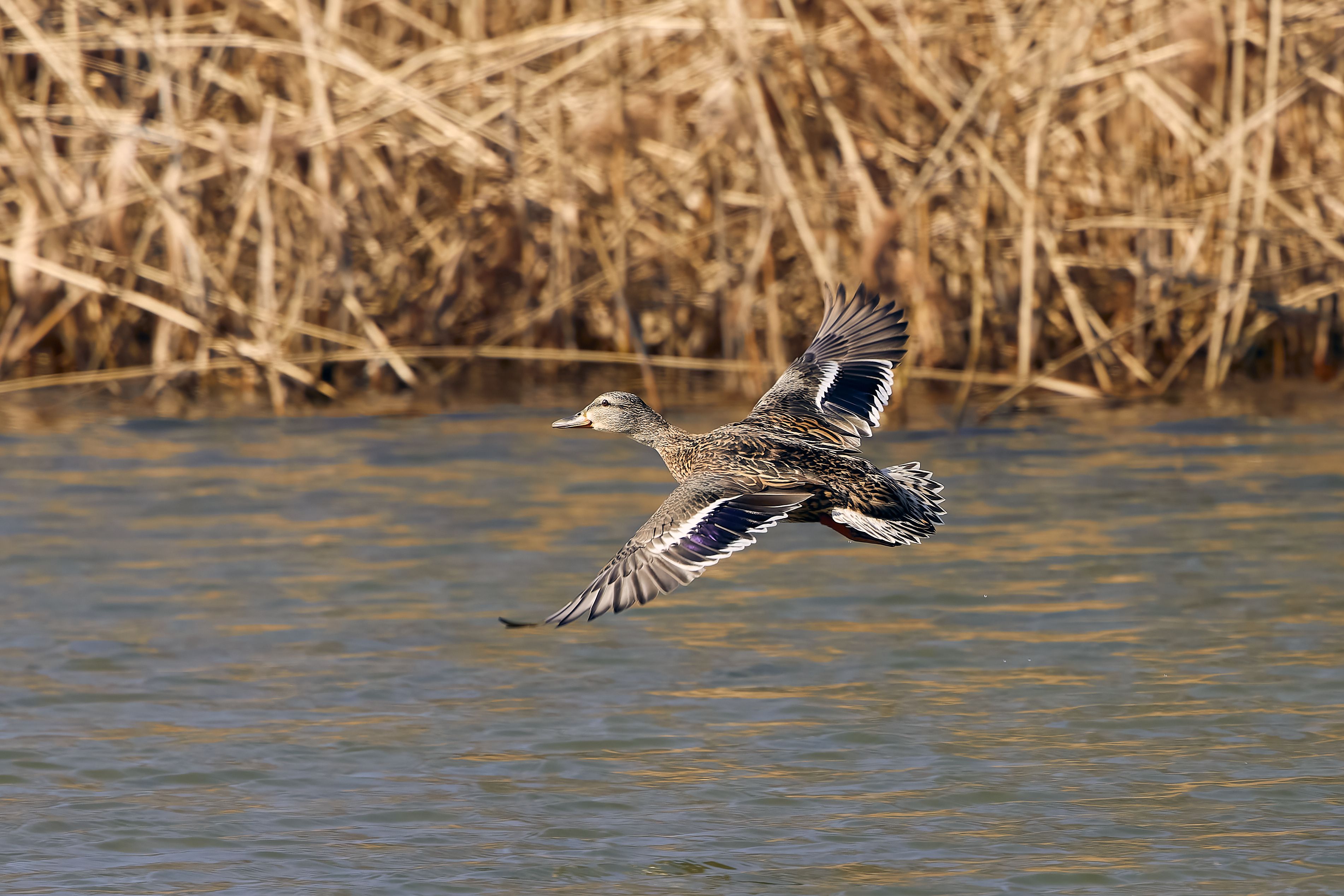 Female Mallard Duck Flying Above Water Surface · Free Stock Photo