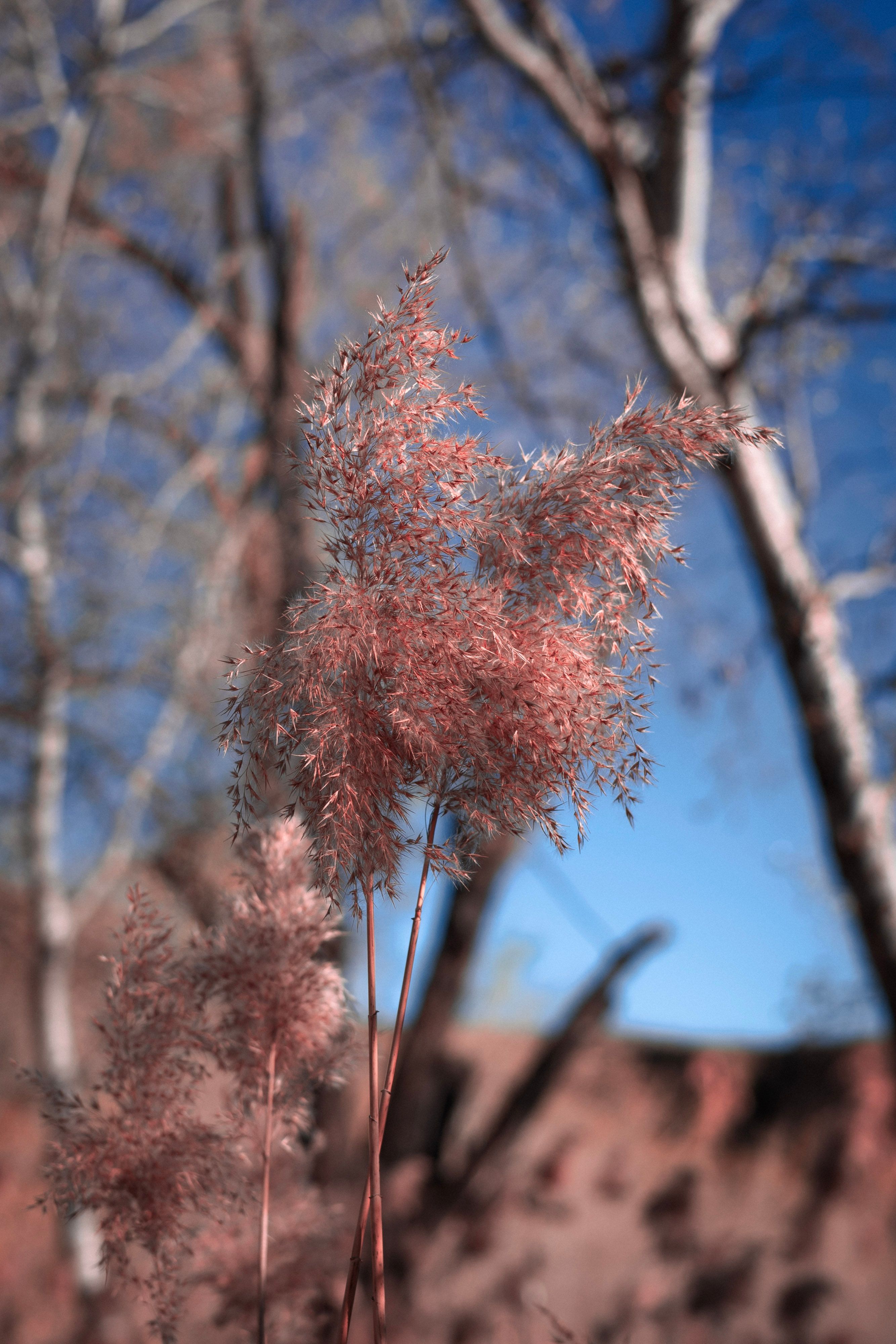 Soft Focus Pink Reed in Serene Woodland Setting · Free Stock Photo