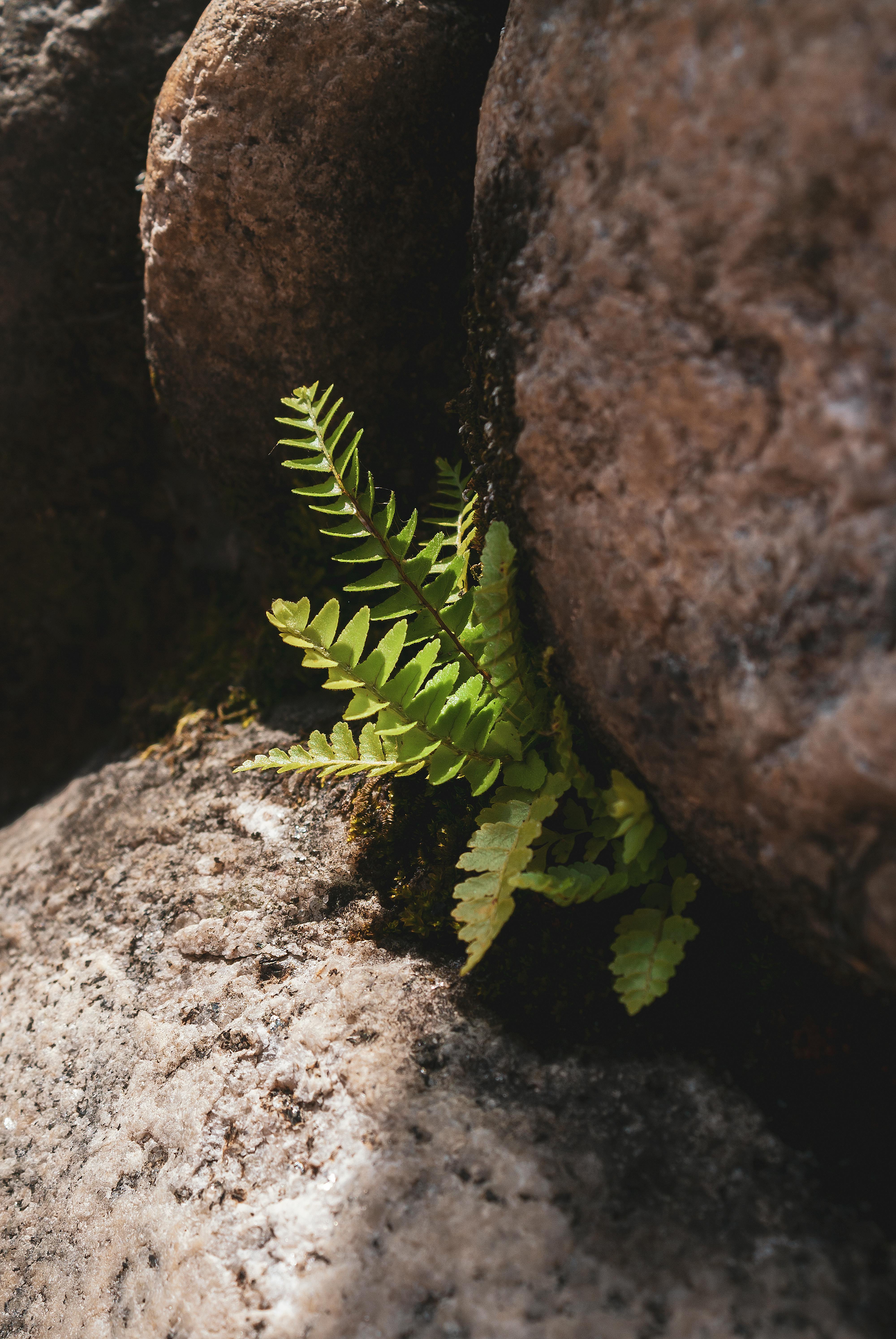 Fern Growing Among Rustic Rocks in Mérida · Free Stock Photo