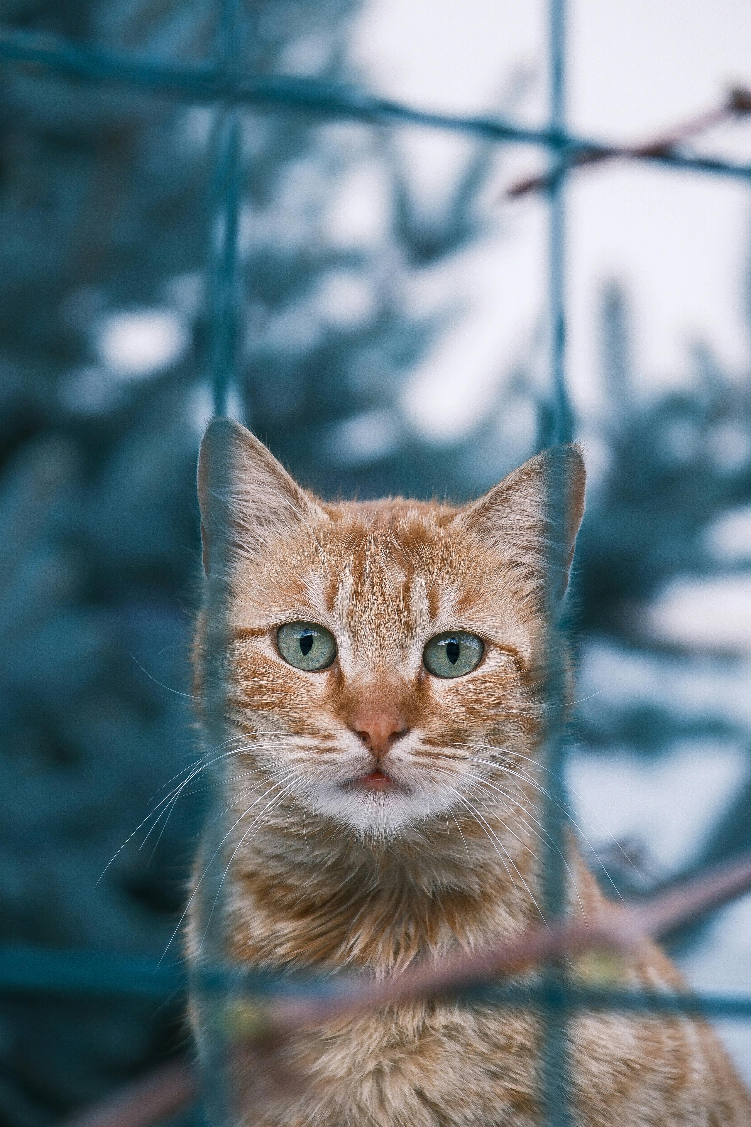 Close-Up of Ginger Cat Behind Fence Outdoors · Free Stock Photo