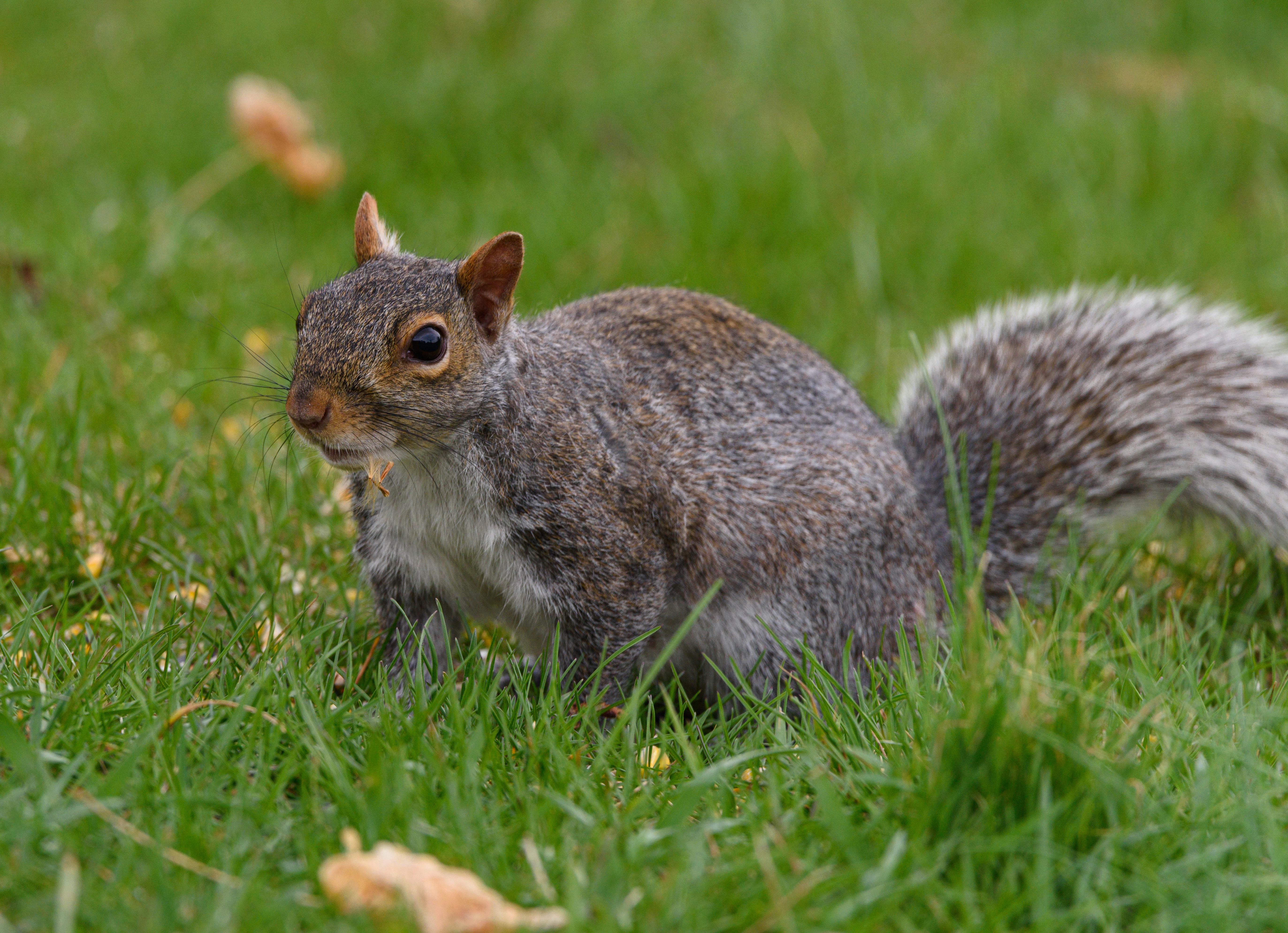 Close-up of Eastern Gray Squirrel on Grass in Pittsburgh · Free Stock Photo