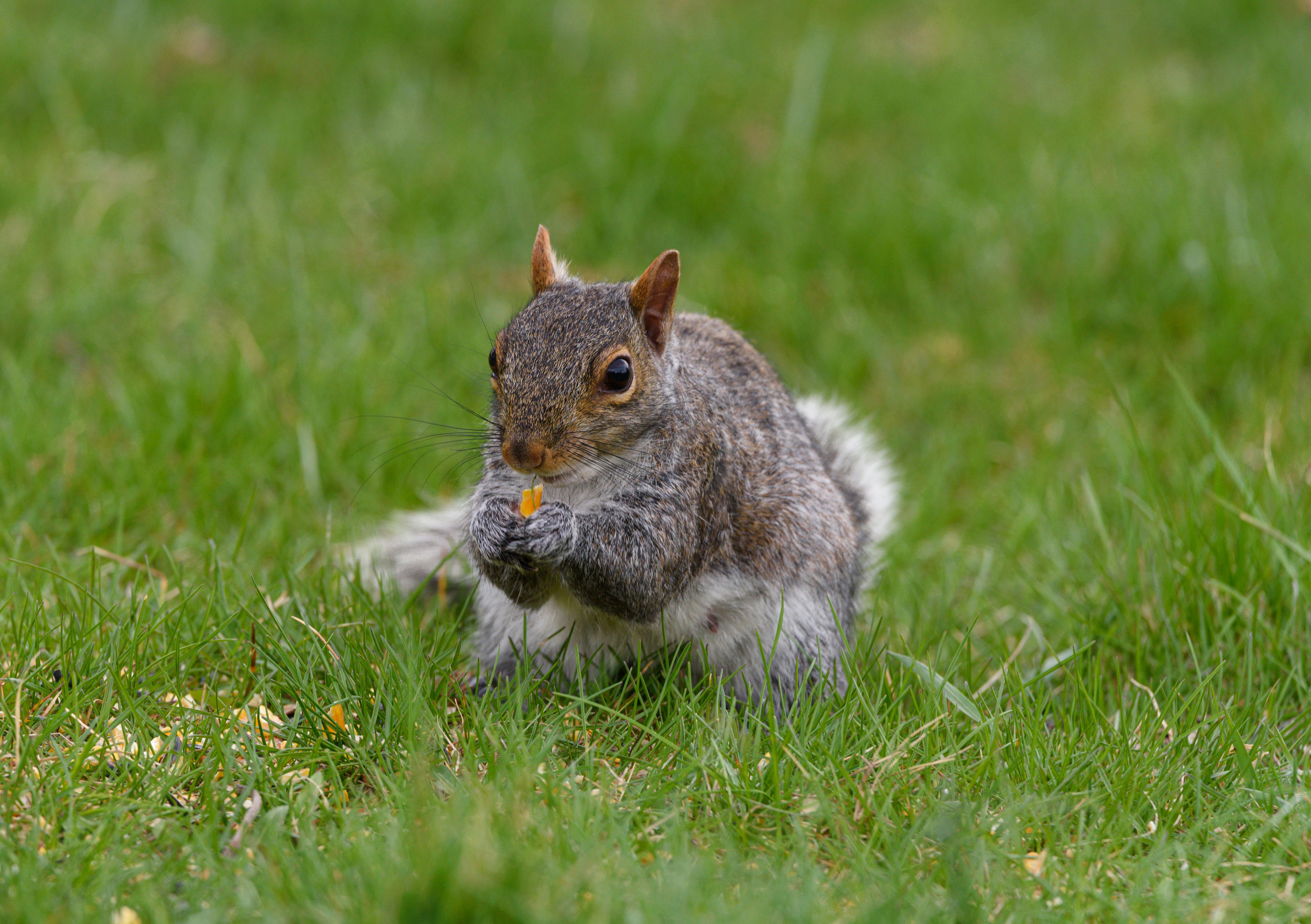 Small Animal Photos, Download The BEST Free Small Animal Stock Photos ...