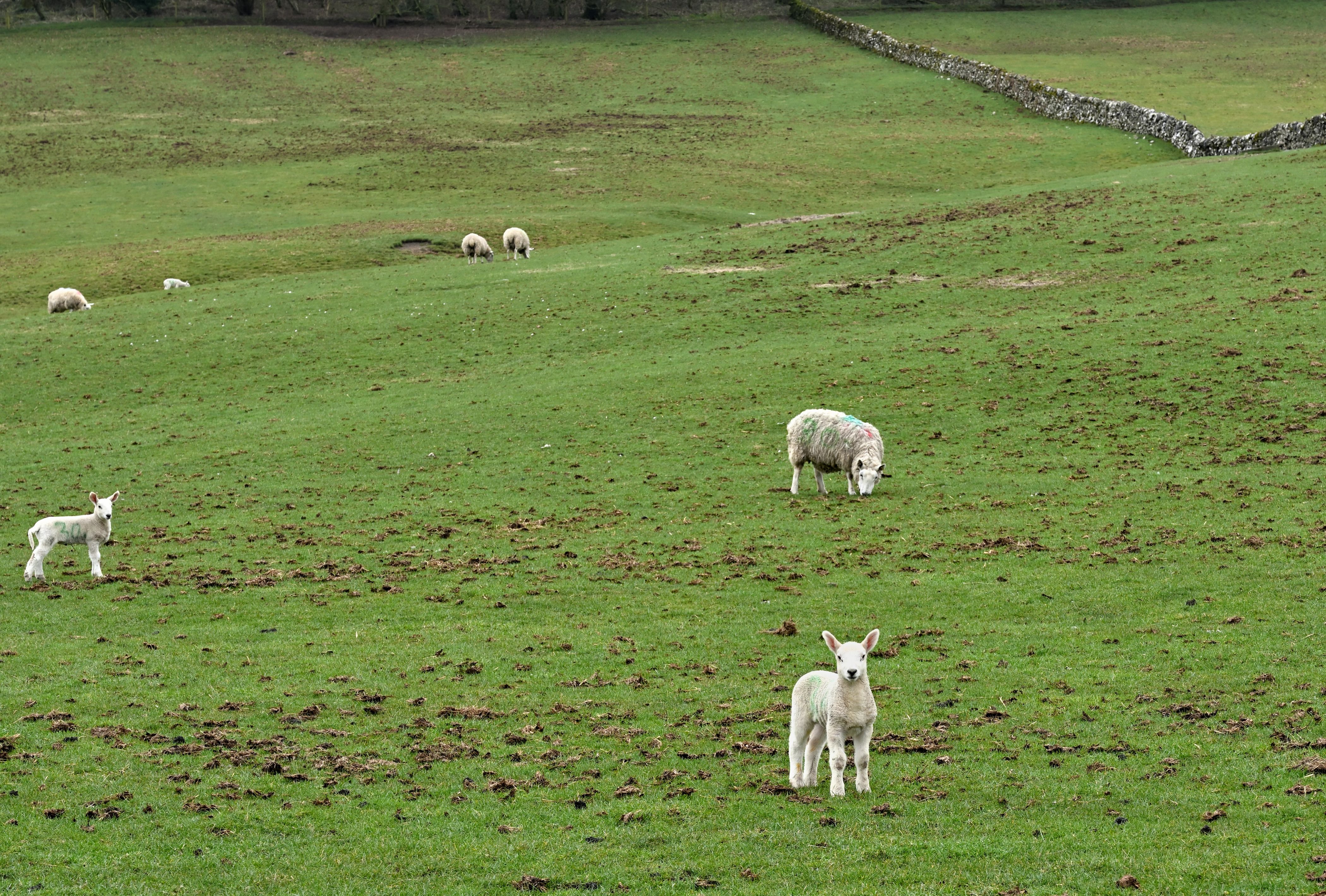 Lambs Grazing in a Serene Green Pasture · Free Stock Photo