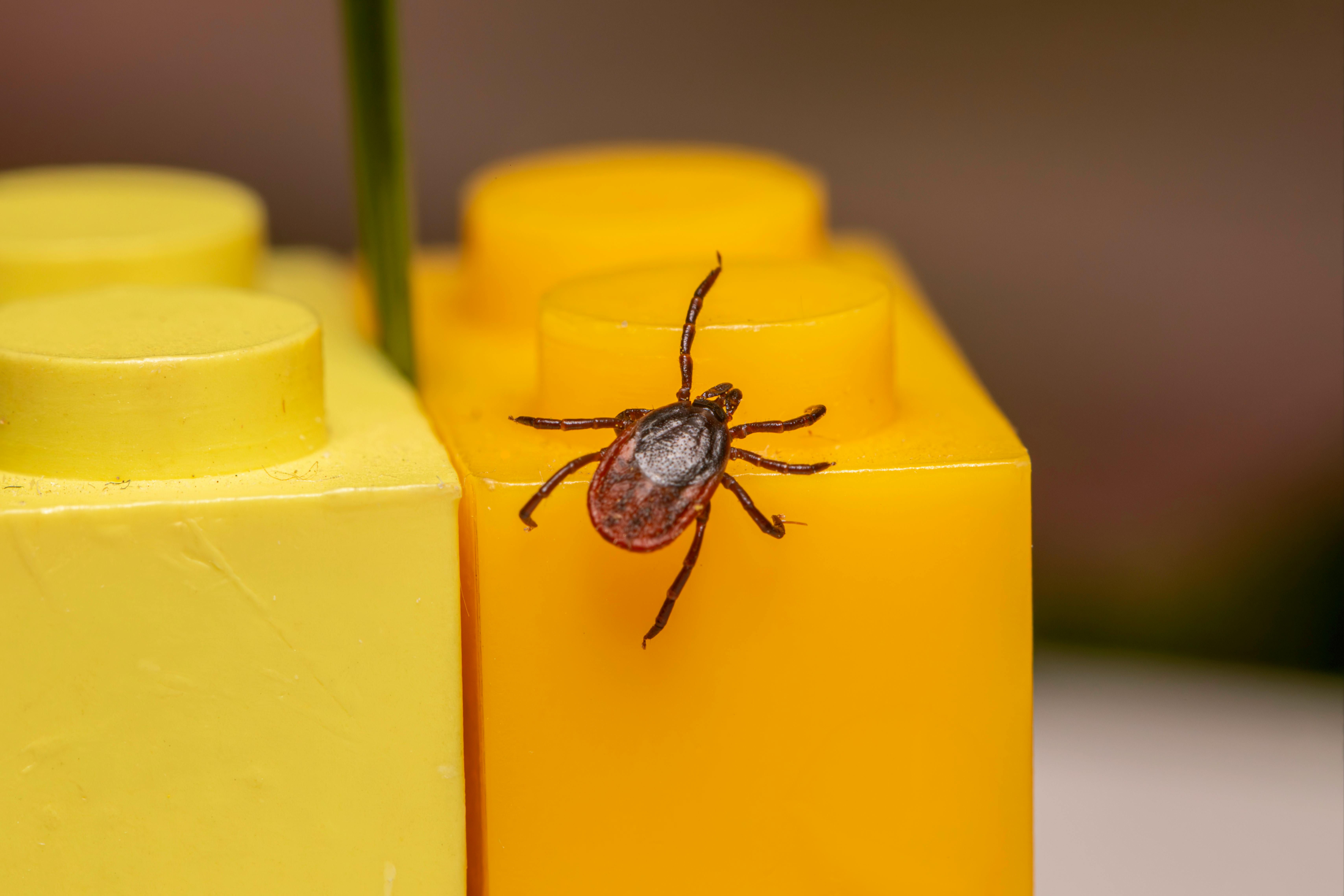 Ear Parasites in Cats: Causes, Symptoms, and Treatment Guide