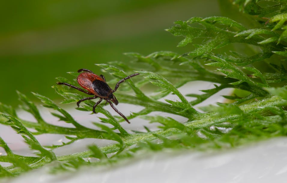 Dog Blood Types: Understanding Canine Blood Transfusions