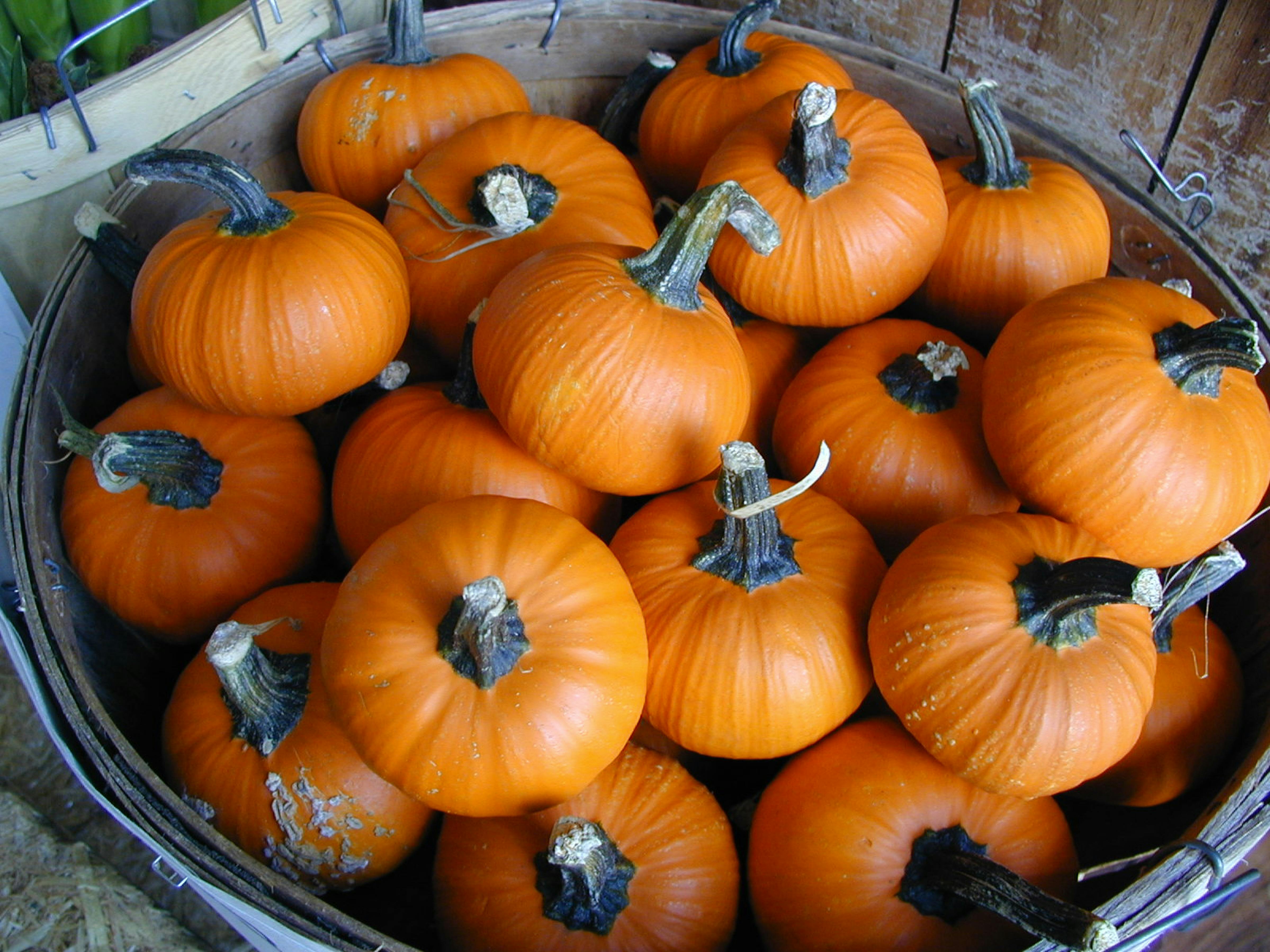 AUTUMN 129 Photos & Videos Collected by Lady Violet Adventures