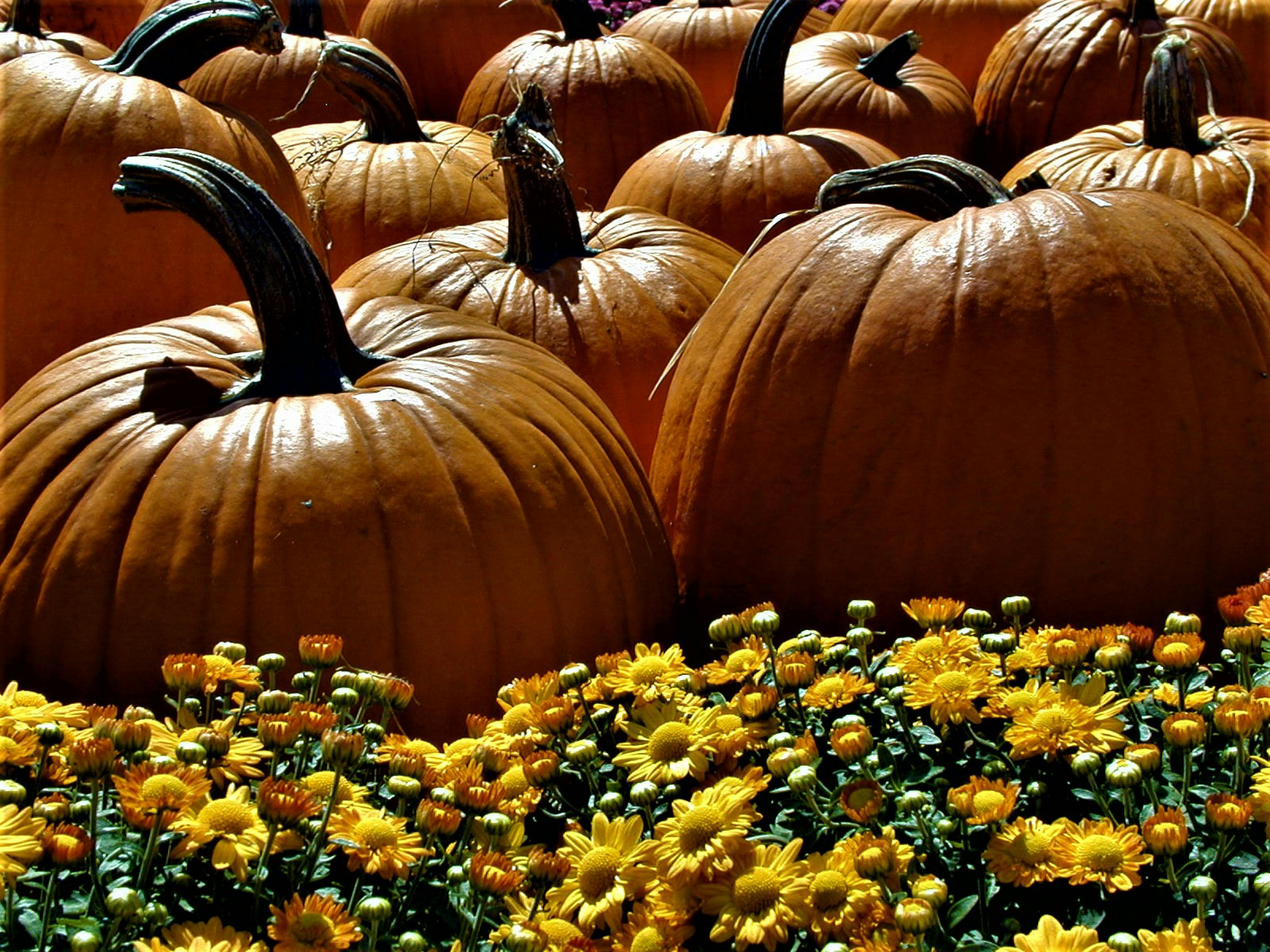 AUTUMN 129 Photos & Videos Collected by Lady Violet Adventures