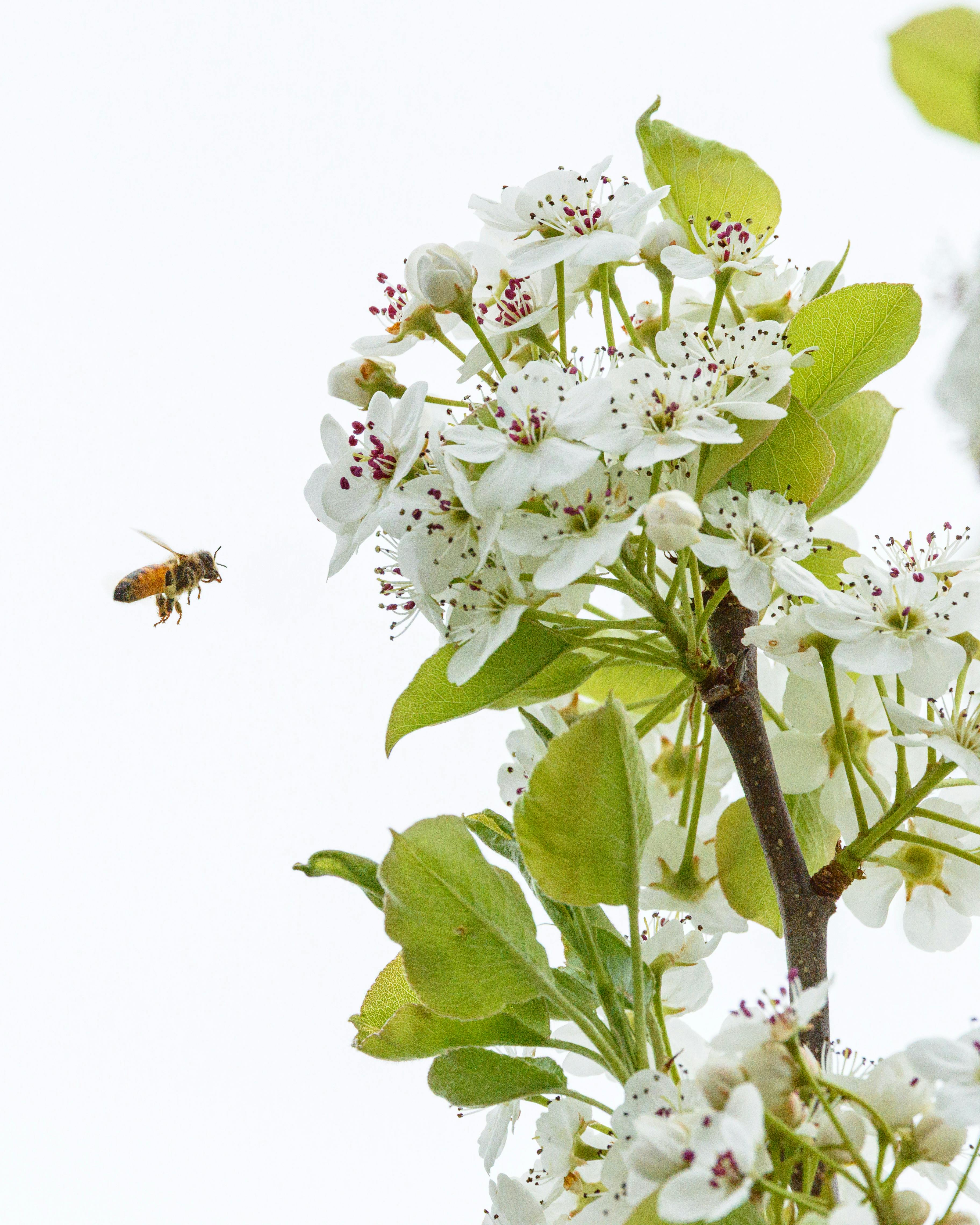 Honey Bee Approaching Blooming Pear Blossom · Free Stock Photo