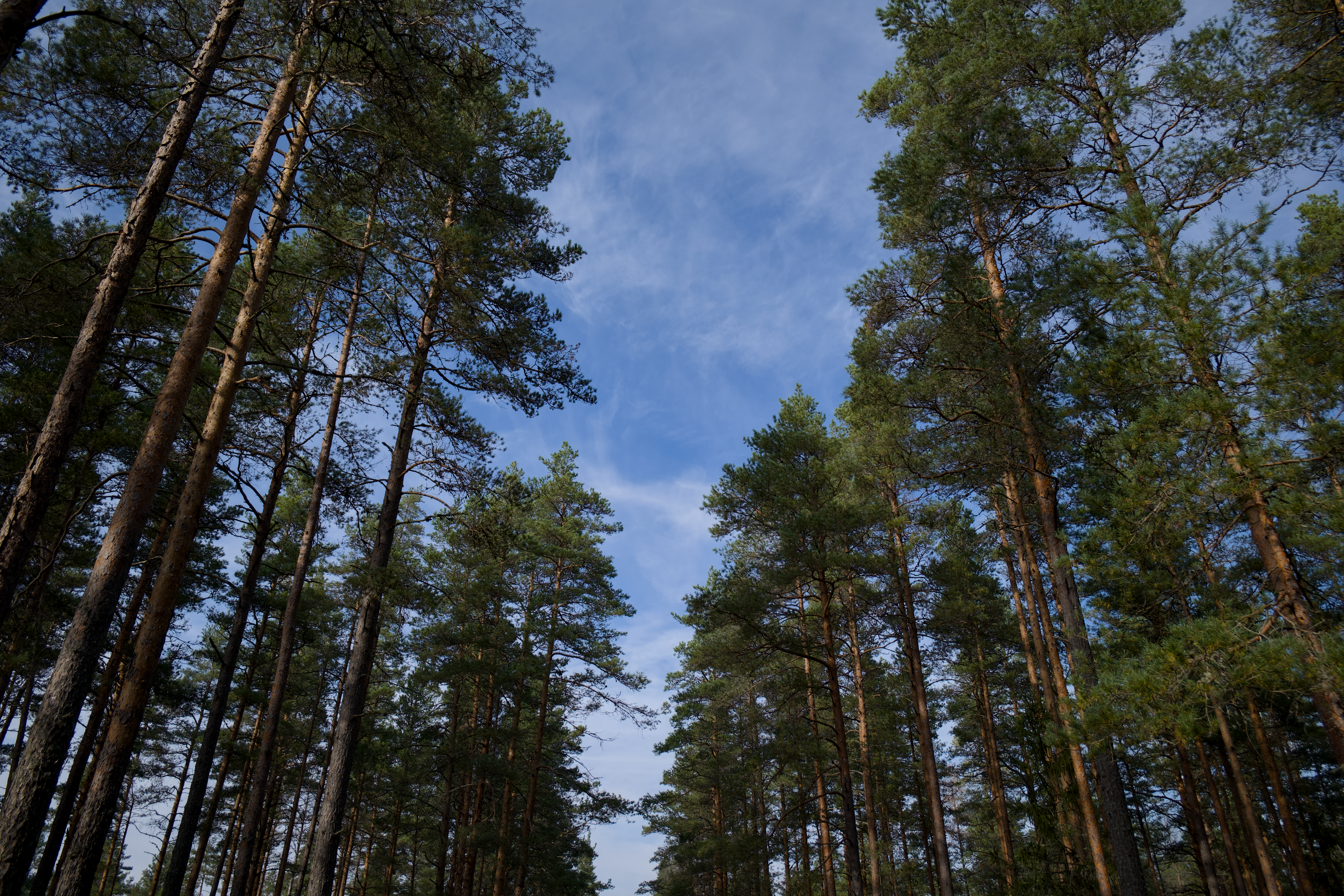 Tall Pine Trees in Serene Coniferous Forest · Free Stock Photo