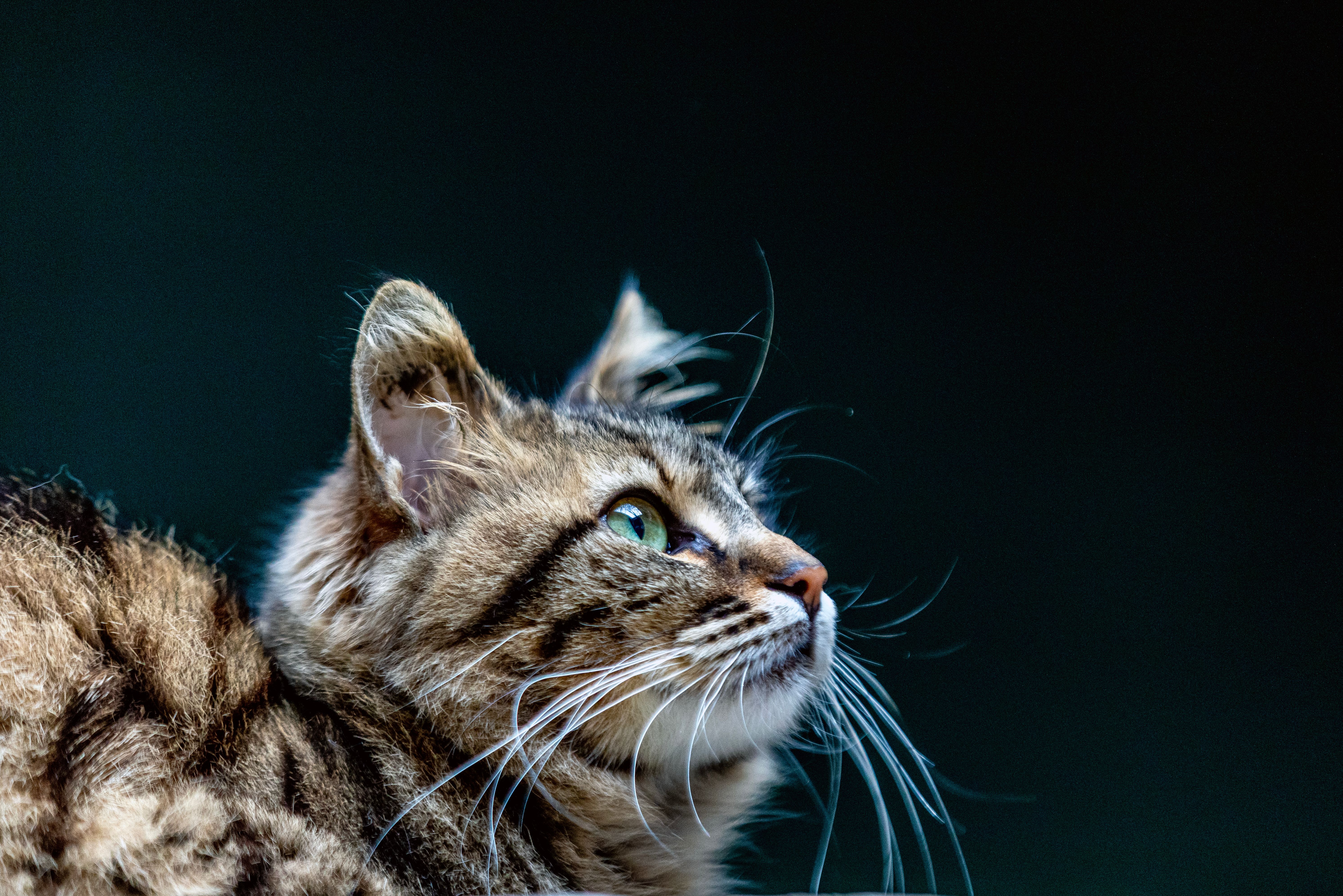 Close-Up of a Domestic Tabby Cat with Green Eyes · Free Stock Photo