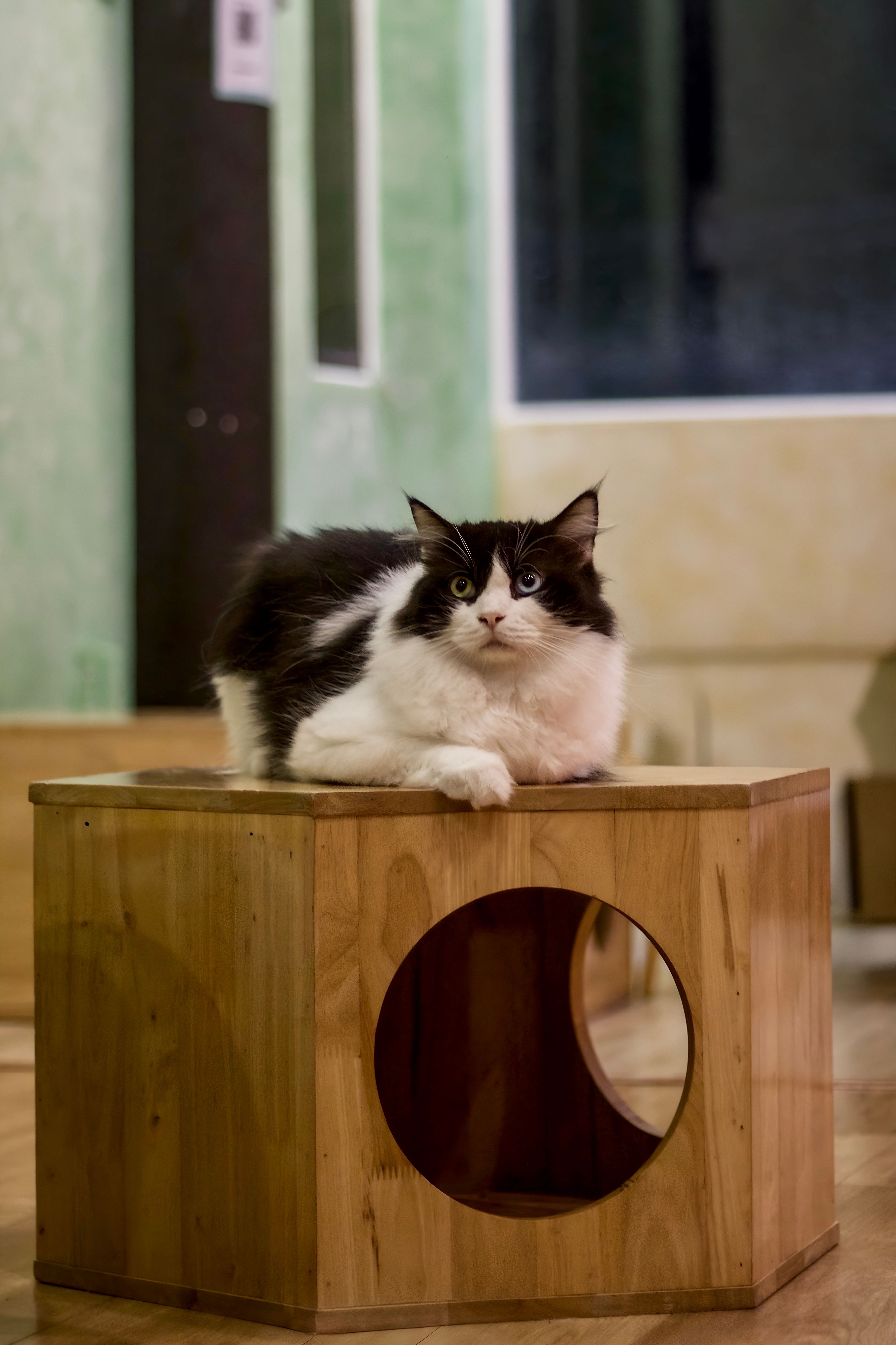 Cube Cat Photos, Download The BEST Free Cube Cat Stock Photos & HD Images