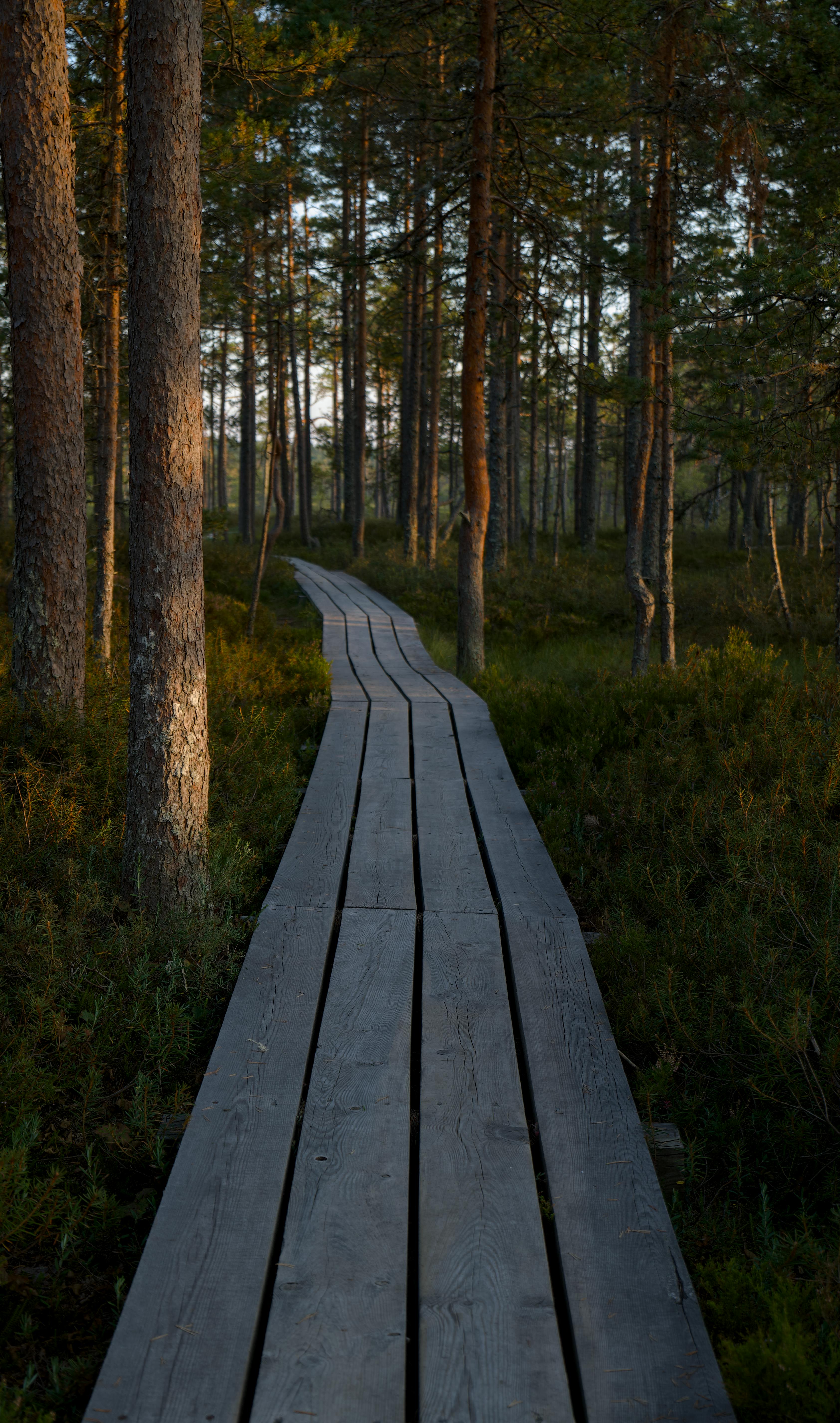 Tranquil Wooden Boardwalk Through Forest Pathway · Free Stock Photo