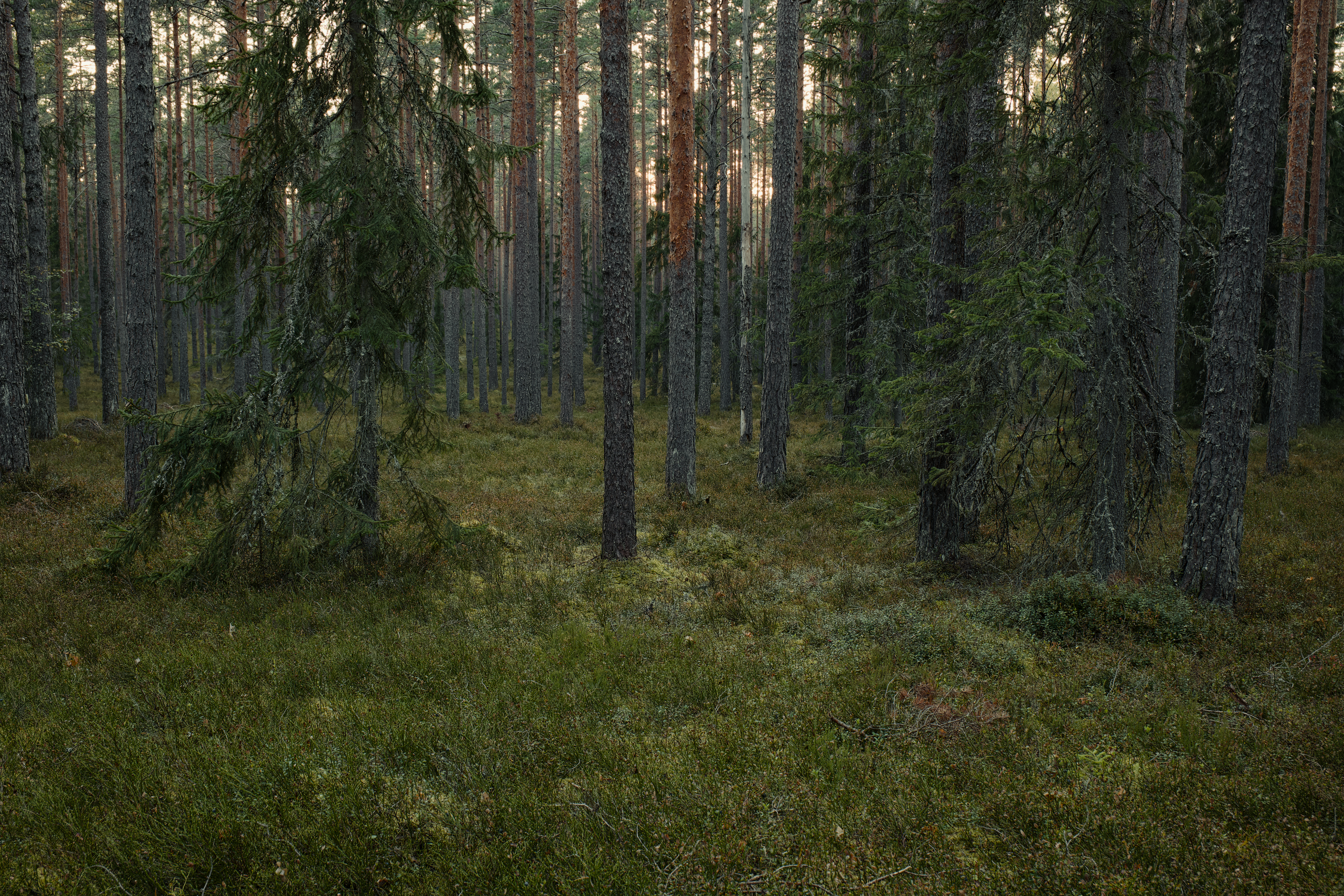 Lush Evergreen Forest Scene with Sunlight · Free Stock Photo