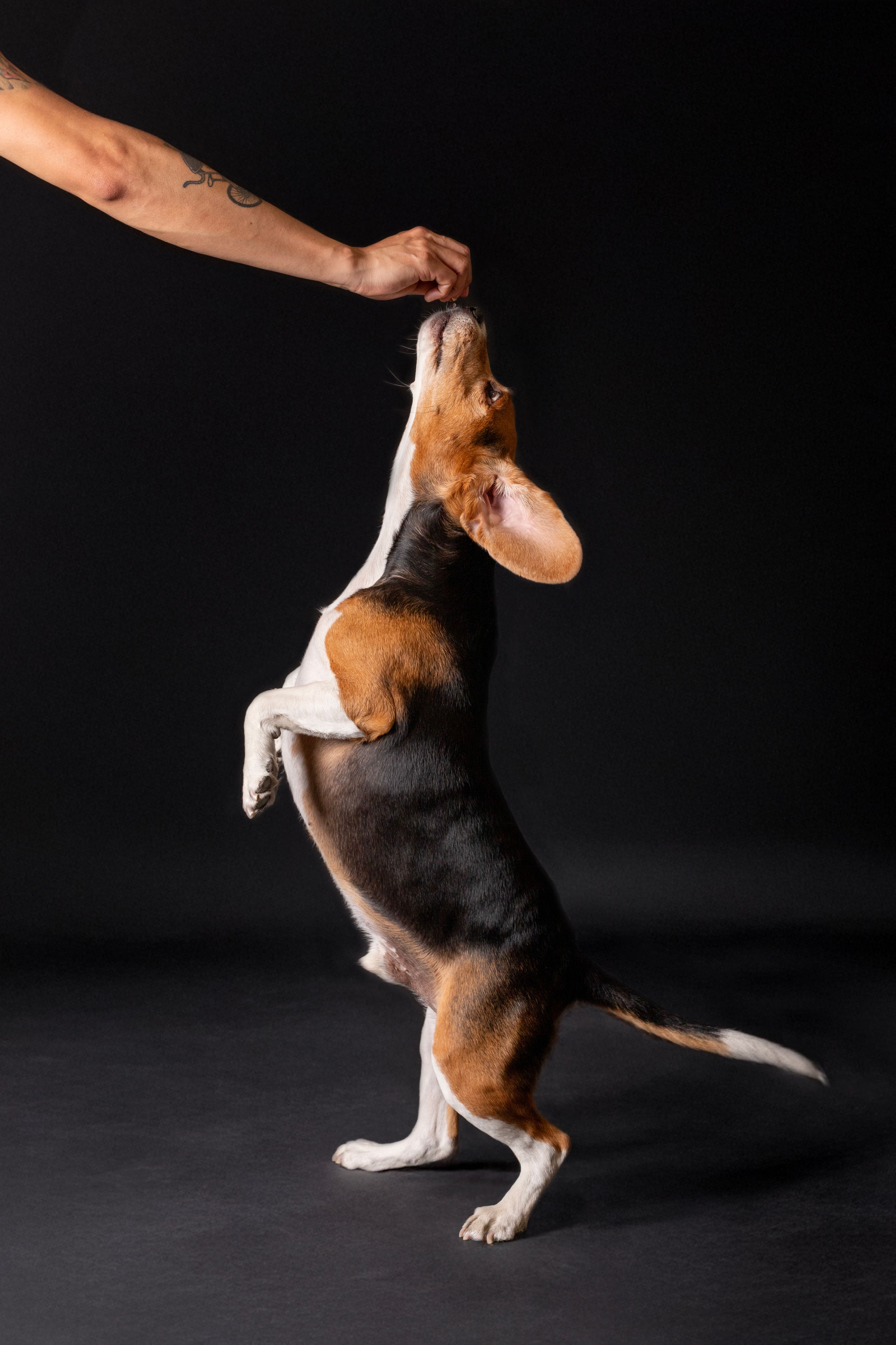 Playful Beagle Reaching for Treat · Free Stock Photo