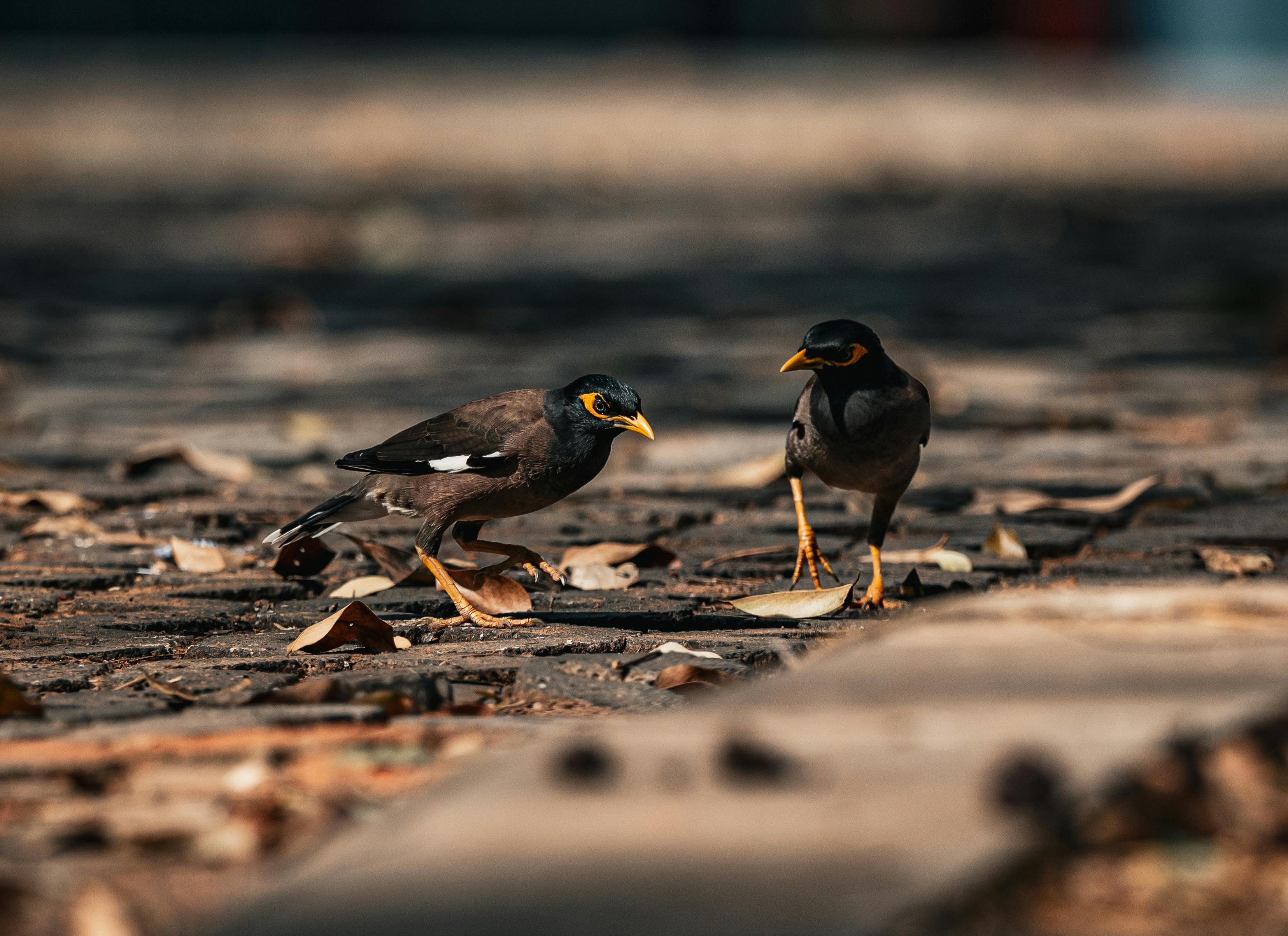 Common Mynas on a Sunlit Path in Thailand · Free Stock Photo
