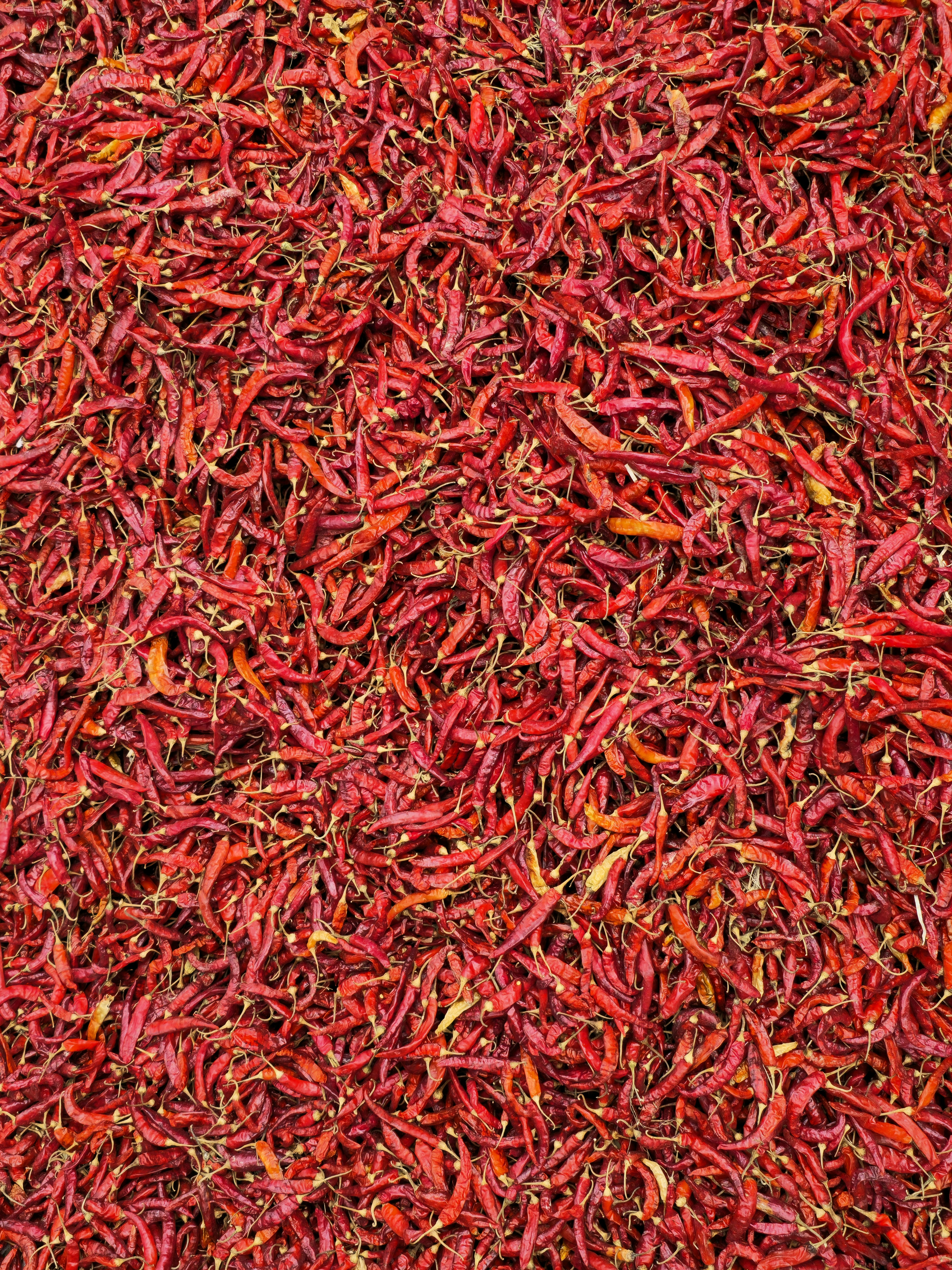 Dried Red Chili Peppers in Dhaka, Bangladesh · Free Stock Photo
