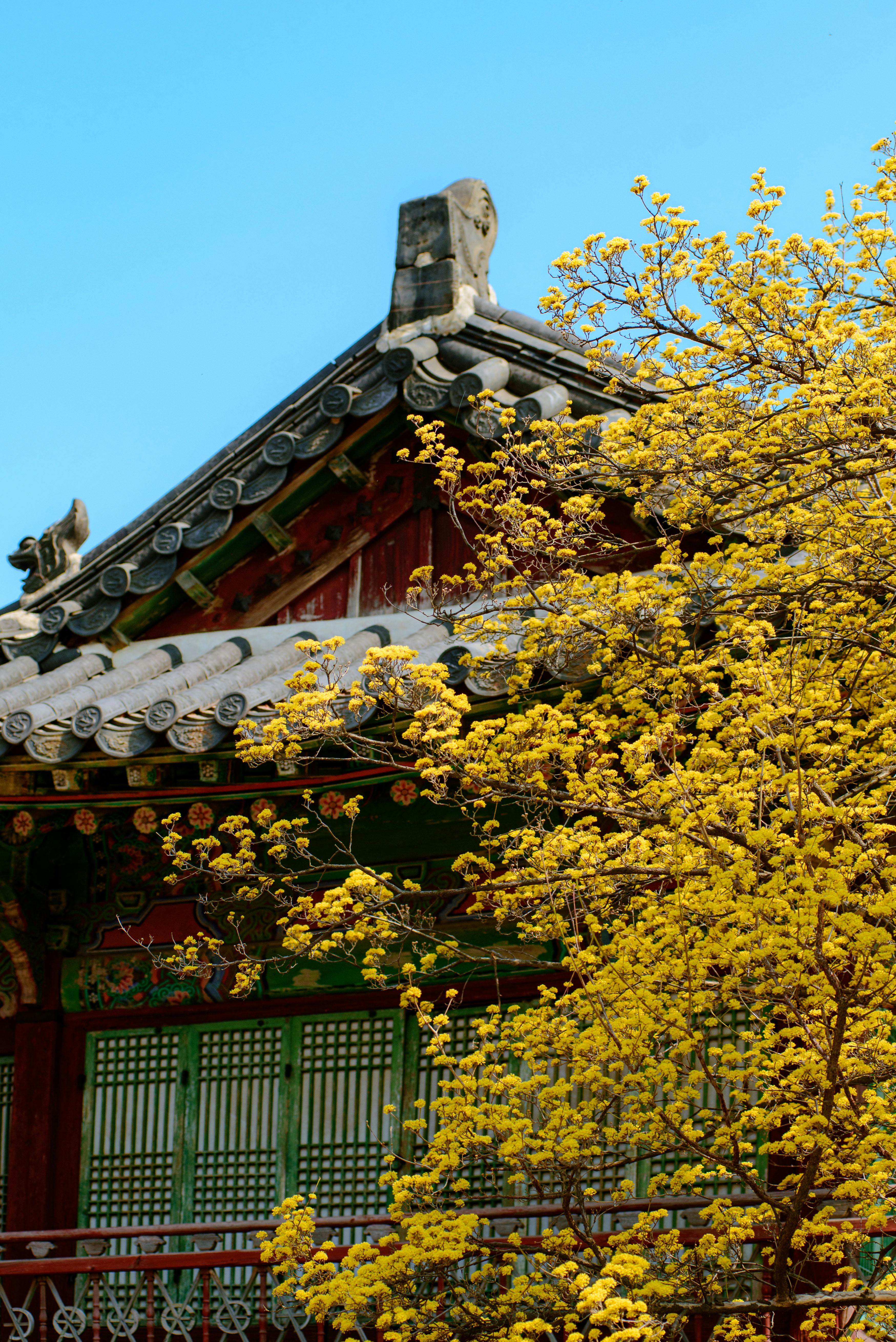 Traditional Korean Architecture with Blossoming Cornus Tree · Free ...