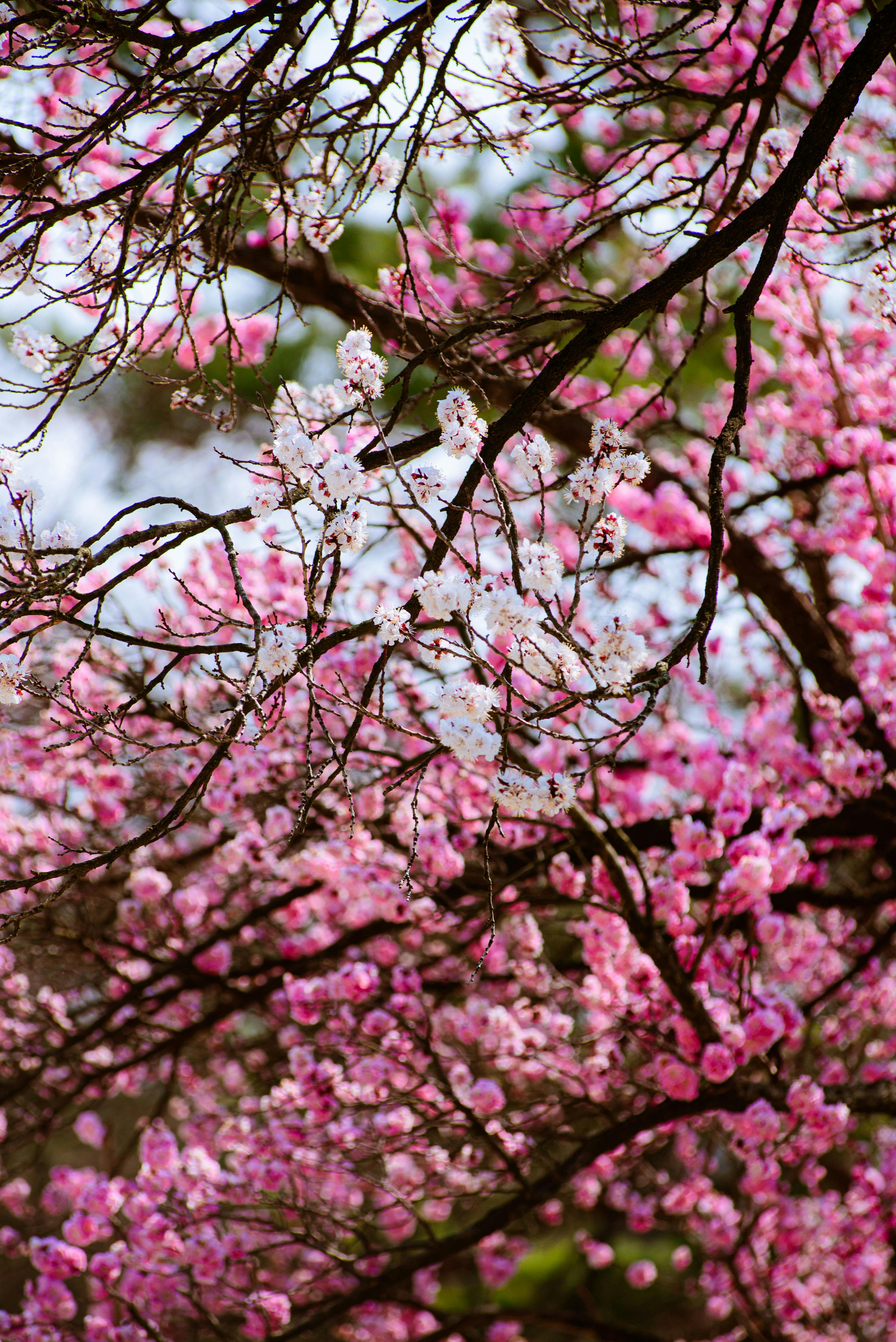 Cherry Blossoms in Seoul, Korea - Spring Scenery · Free Stock Photo