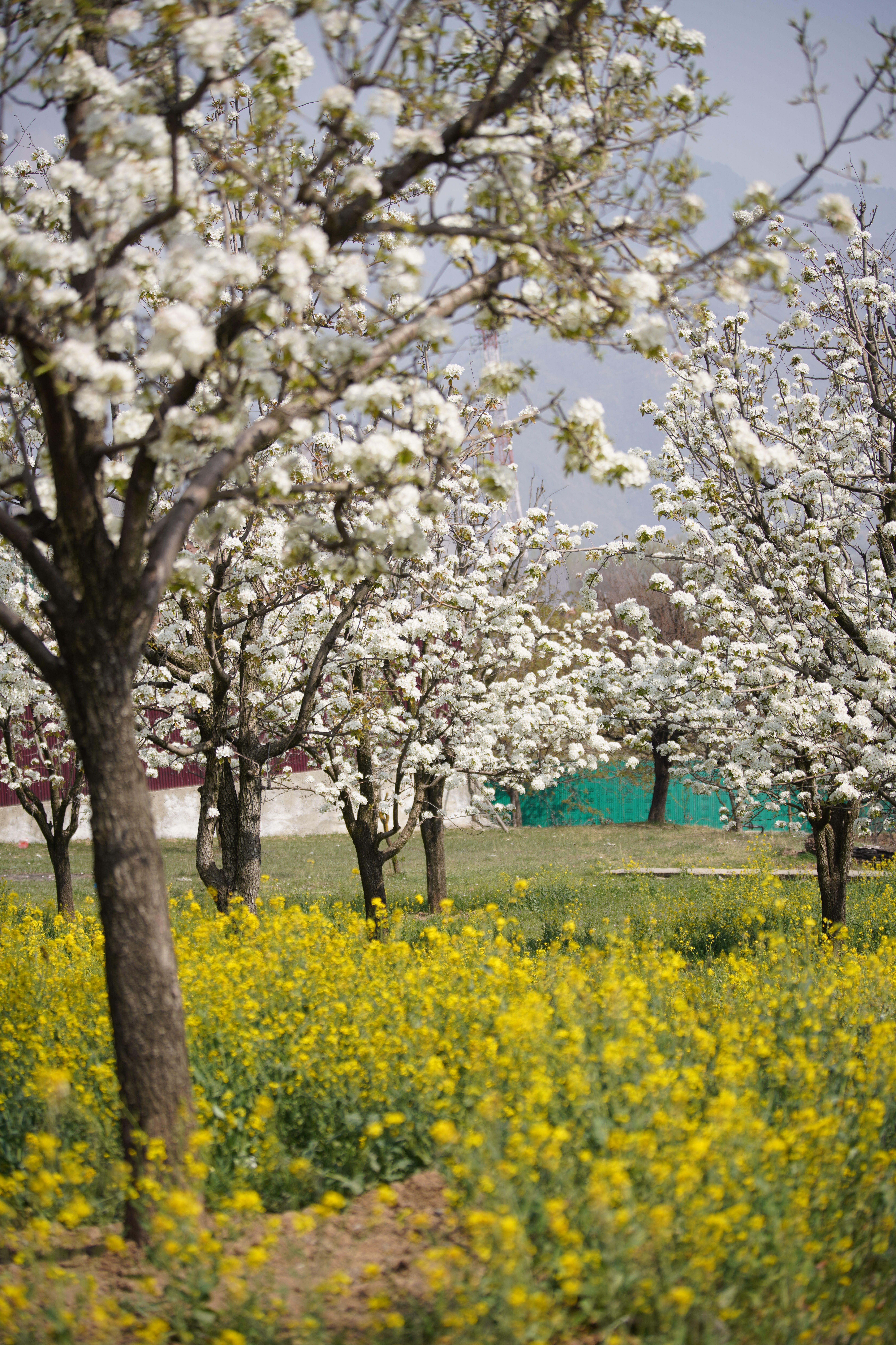 Serene Spring Orchard in Pampore · Free Stock Photo