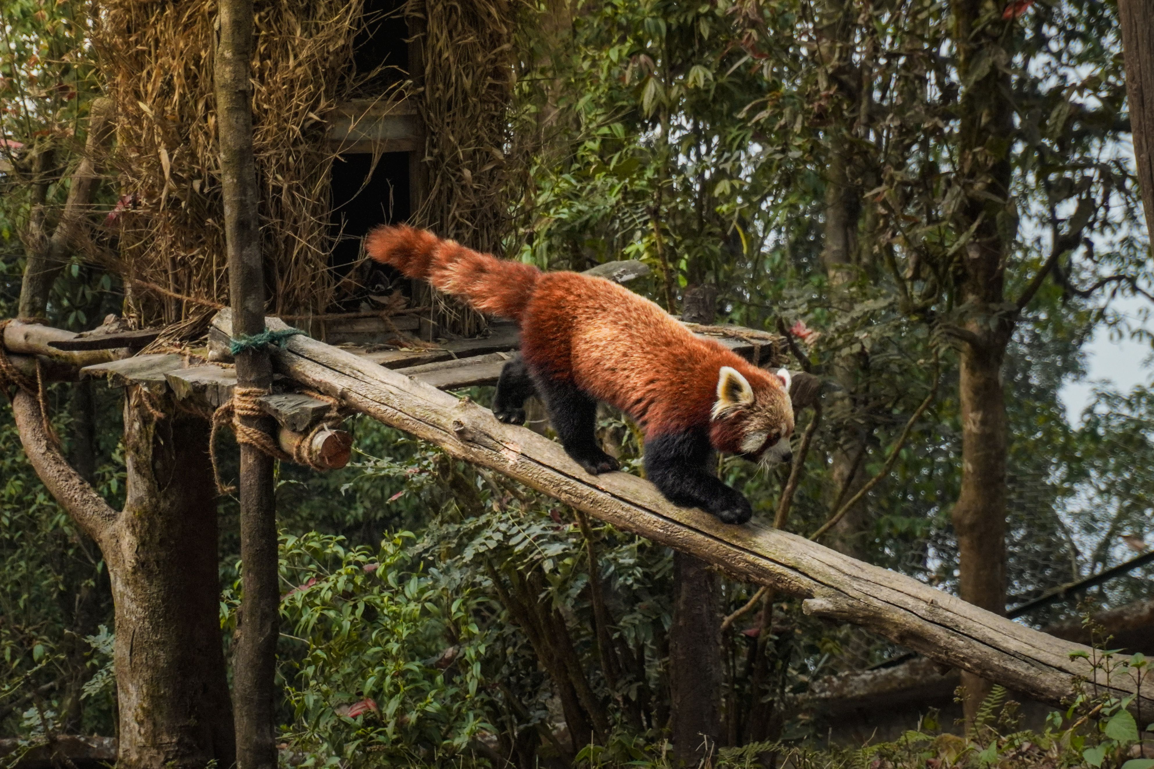 Red Panda Exploring a Wooden Platform in Forest · Free Stock Photo