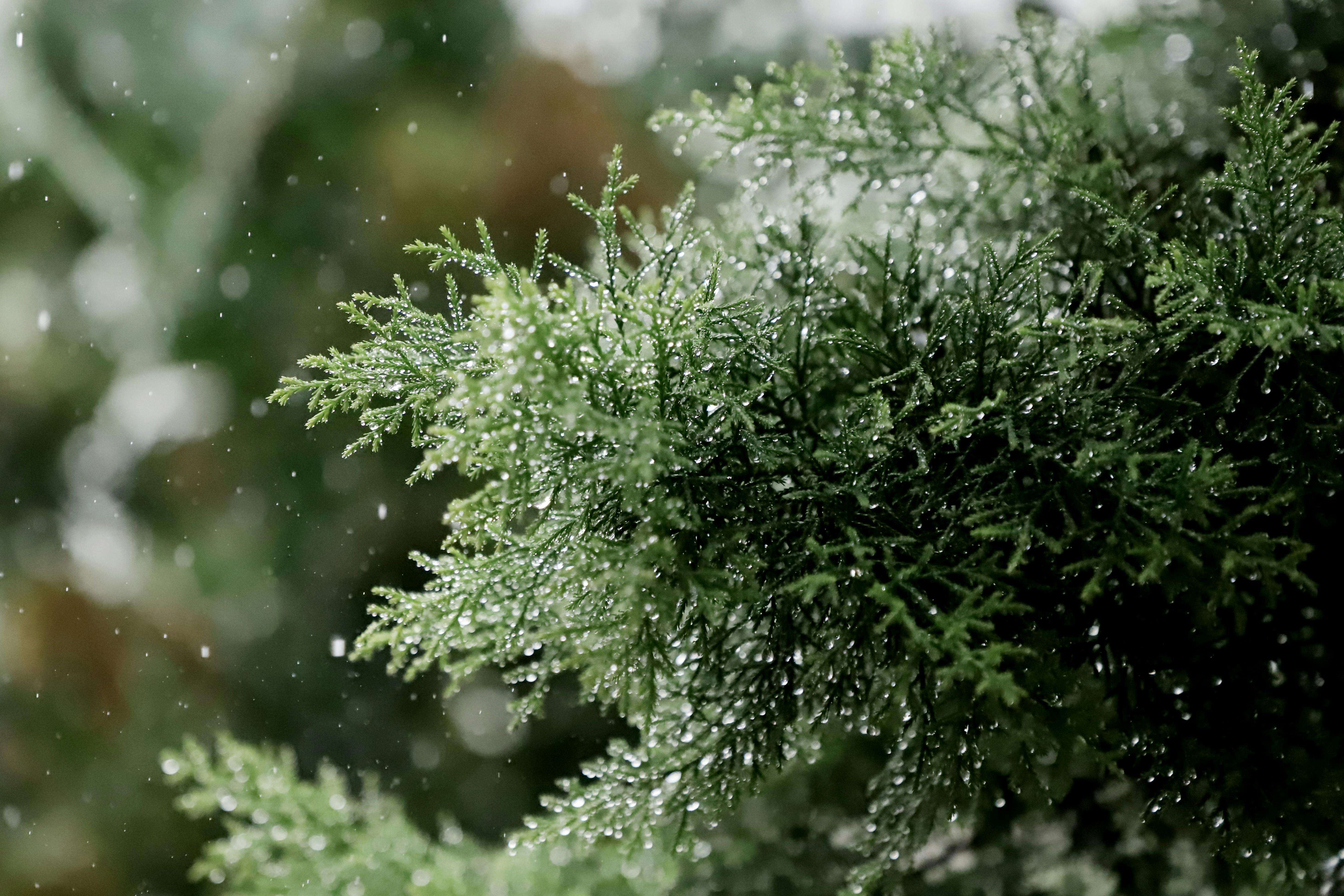 Vibrant Evergreen Tree With Rain Droplets · Free Stock Photo