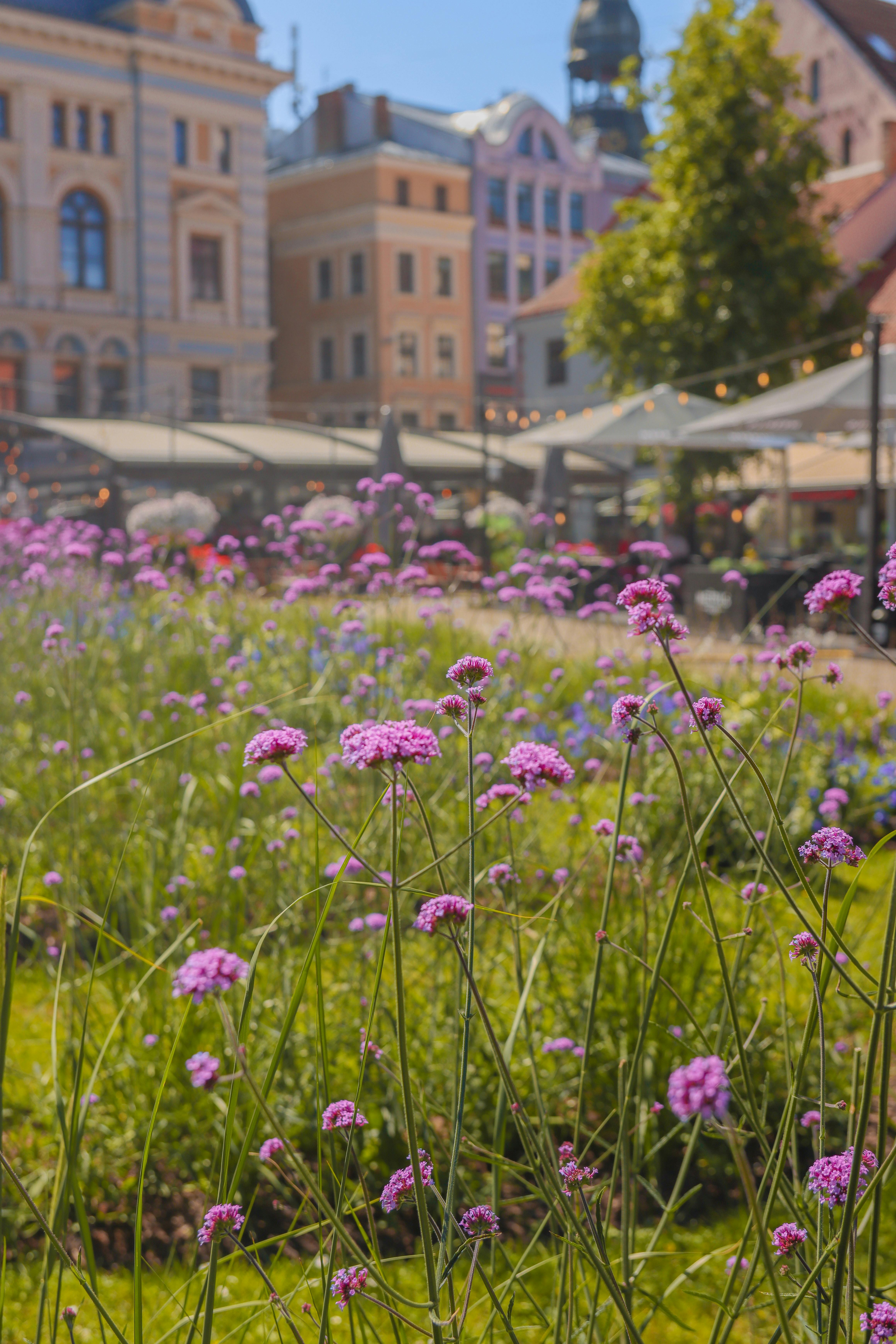 Beautiful Flower Garden in Old Riga, Latvia · Free Stock Photo